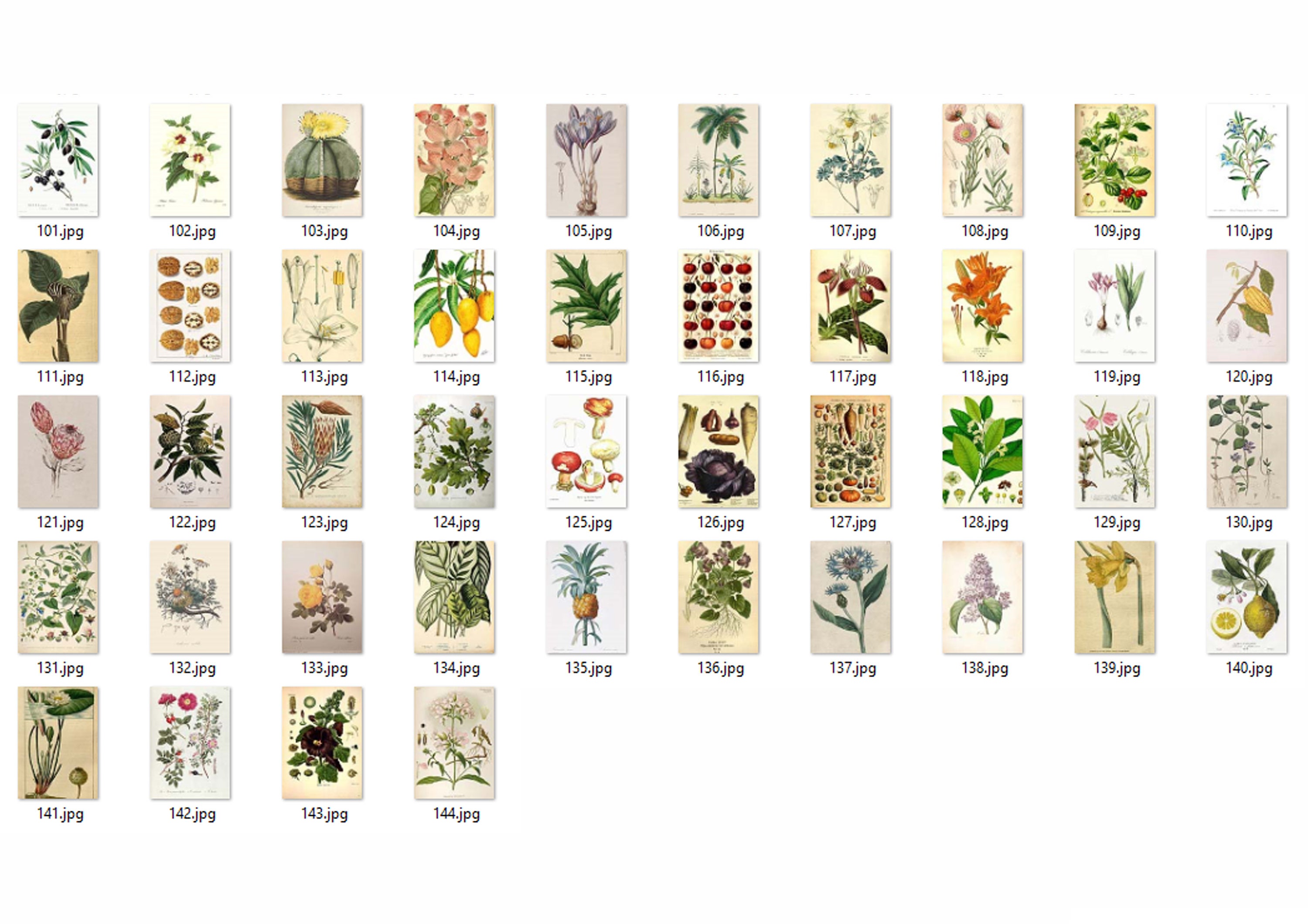 Vintage Botanical Posters Wall Collage Kit | Retro Style Printable Wall ...