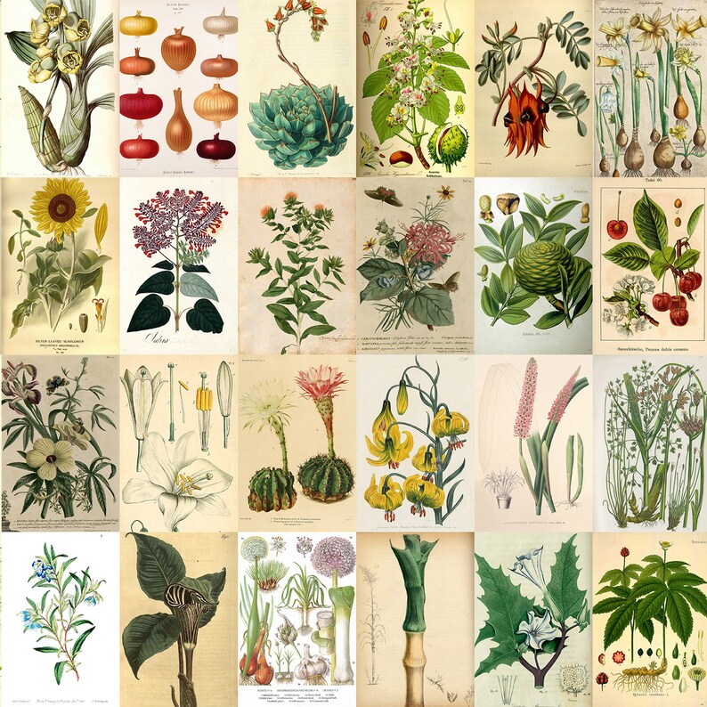 140 PCS Vintage Botanic Wall Collage Kit | Retro Aesthetic Photo ...