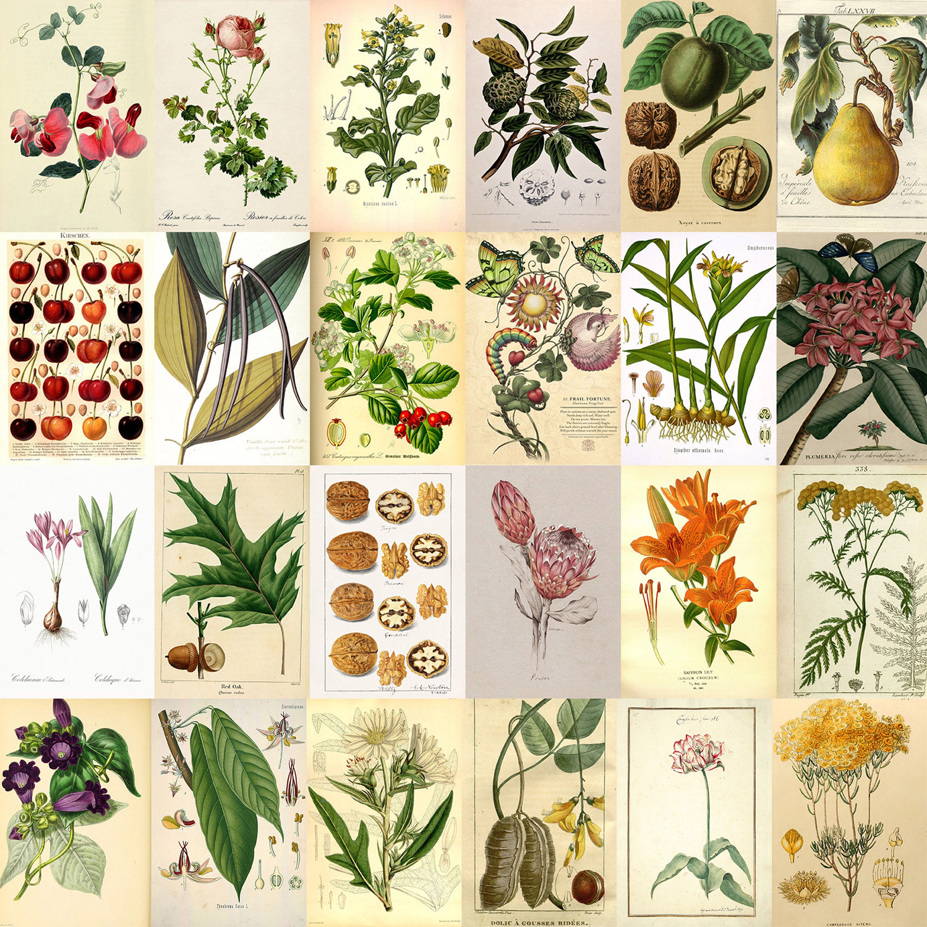 140 PCS Vintage Botanic Wall Collage Kit | Retro Aesthetic Photo ...