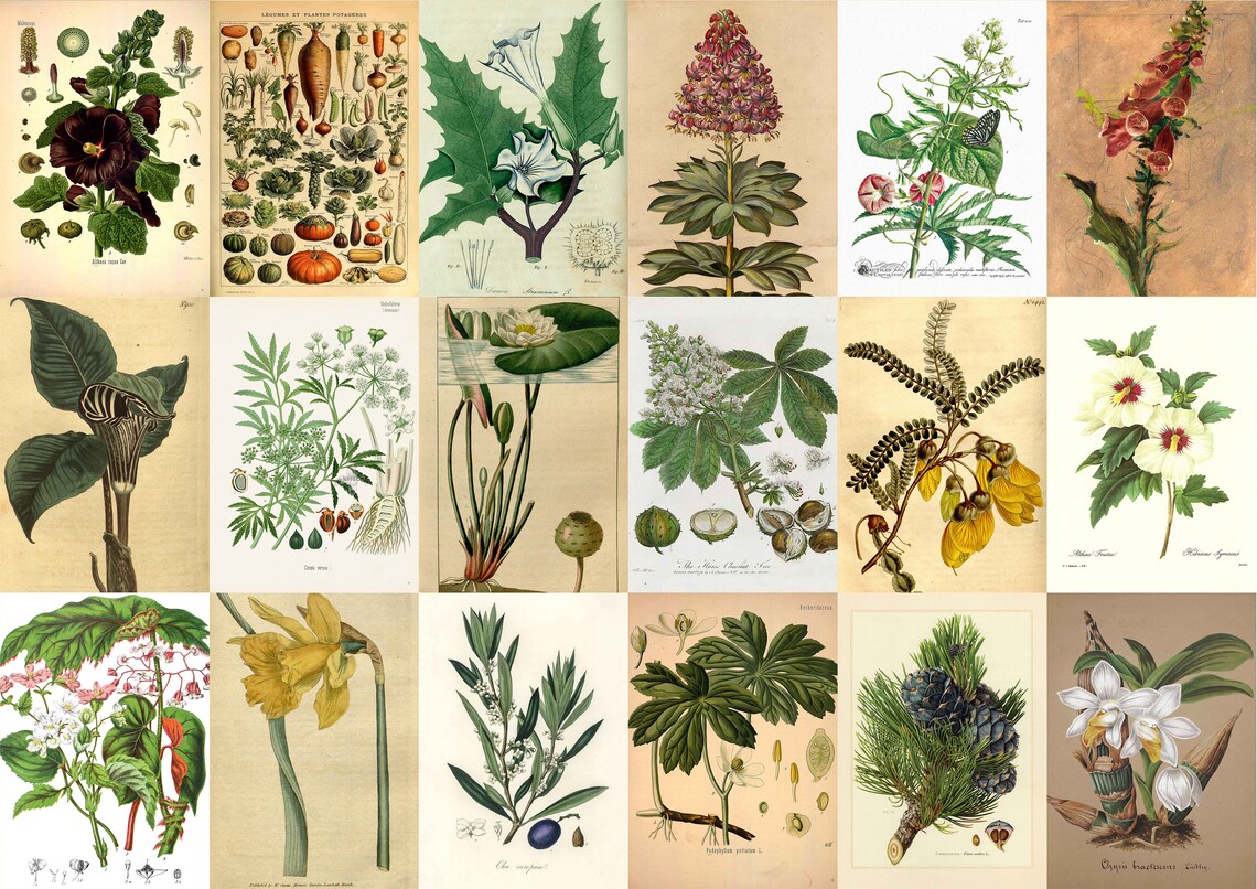 Vintage Botanical Posters Wall Collage Kit Retro Style - Etsy
