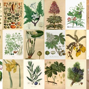 Vintage Botanical Posters Wall Collage Kit | Retro Style Printable Wall ...