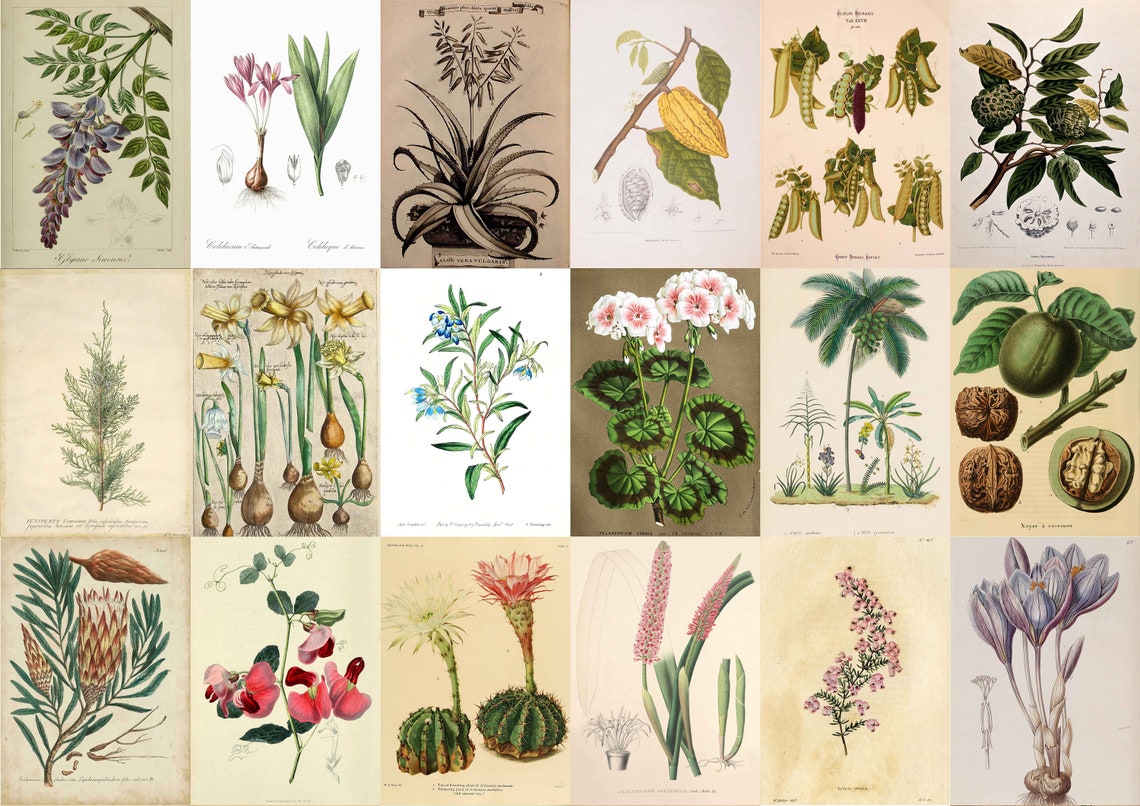 Vintage Botanical Posters Wall Collage Kit Retro Style - Etsy