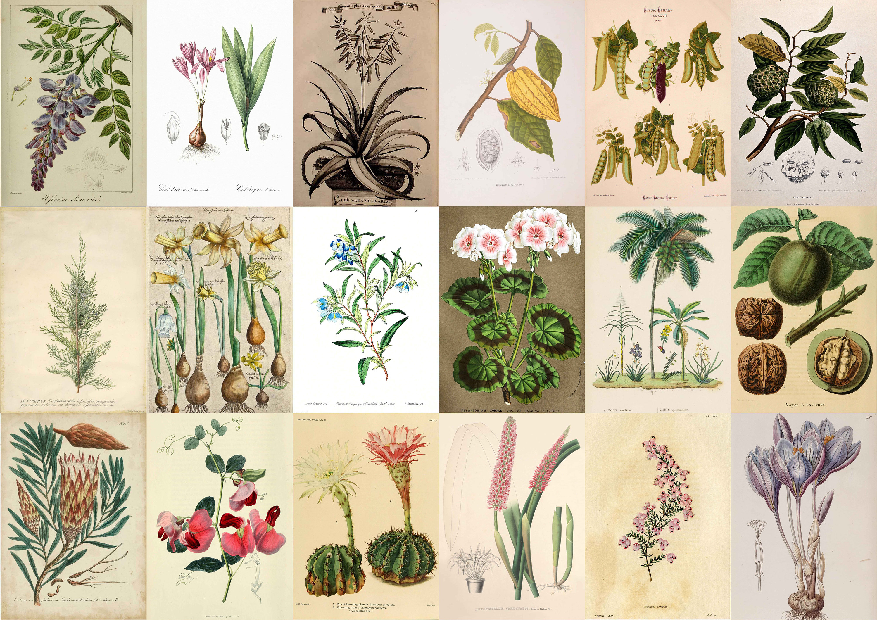 Vintage Botanical Posters Wall Collage Kit | Retro Style Printable Wall ...