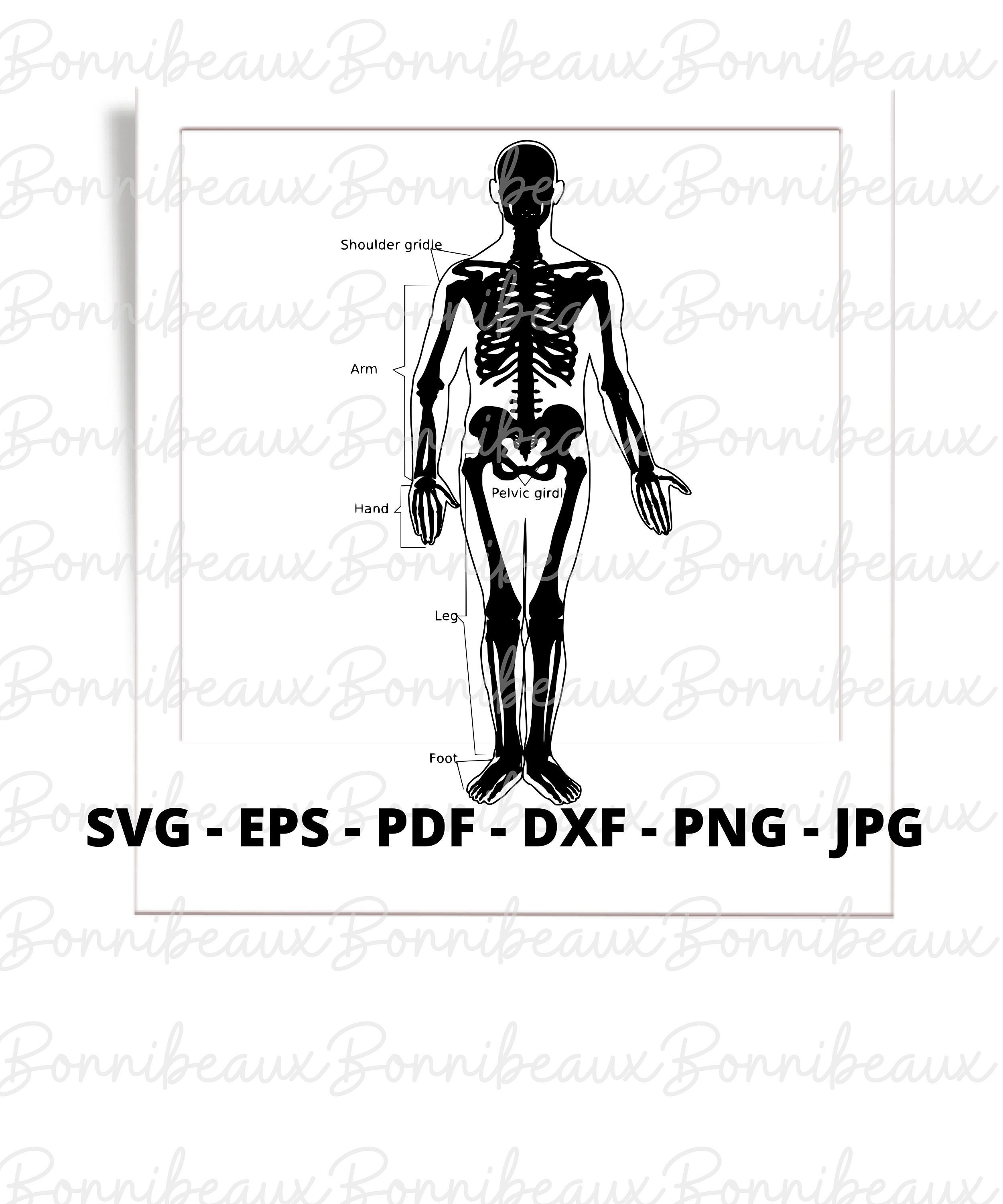 Skeleton SVG, Human Body Svg,eps,pdf,png,dxf,jpg, Anatomy Svg,instant ...