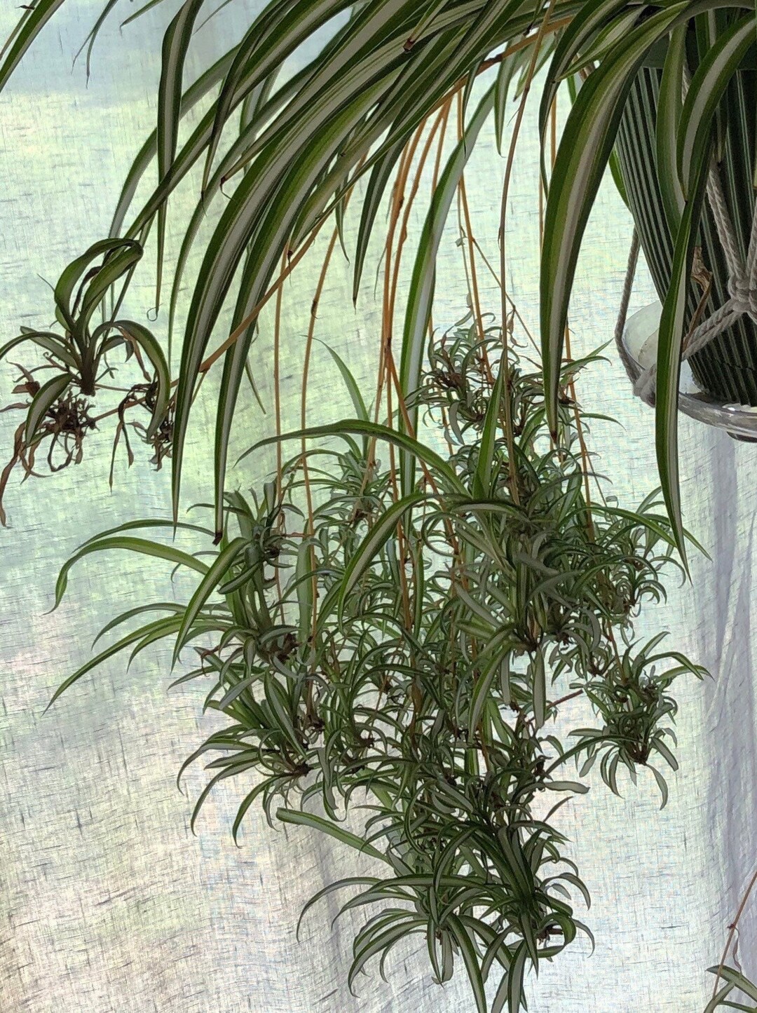 Variegated Baby / Green Spider Plant Baby Combo - Etsy