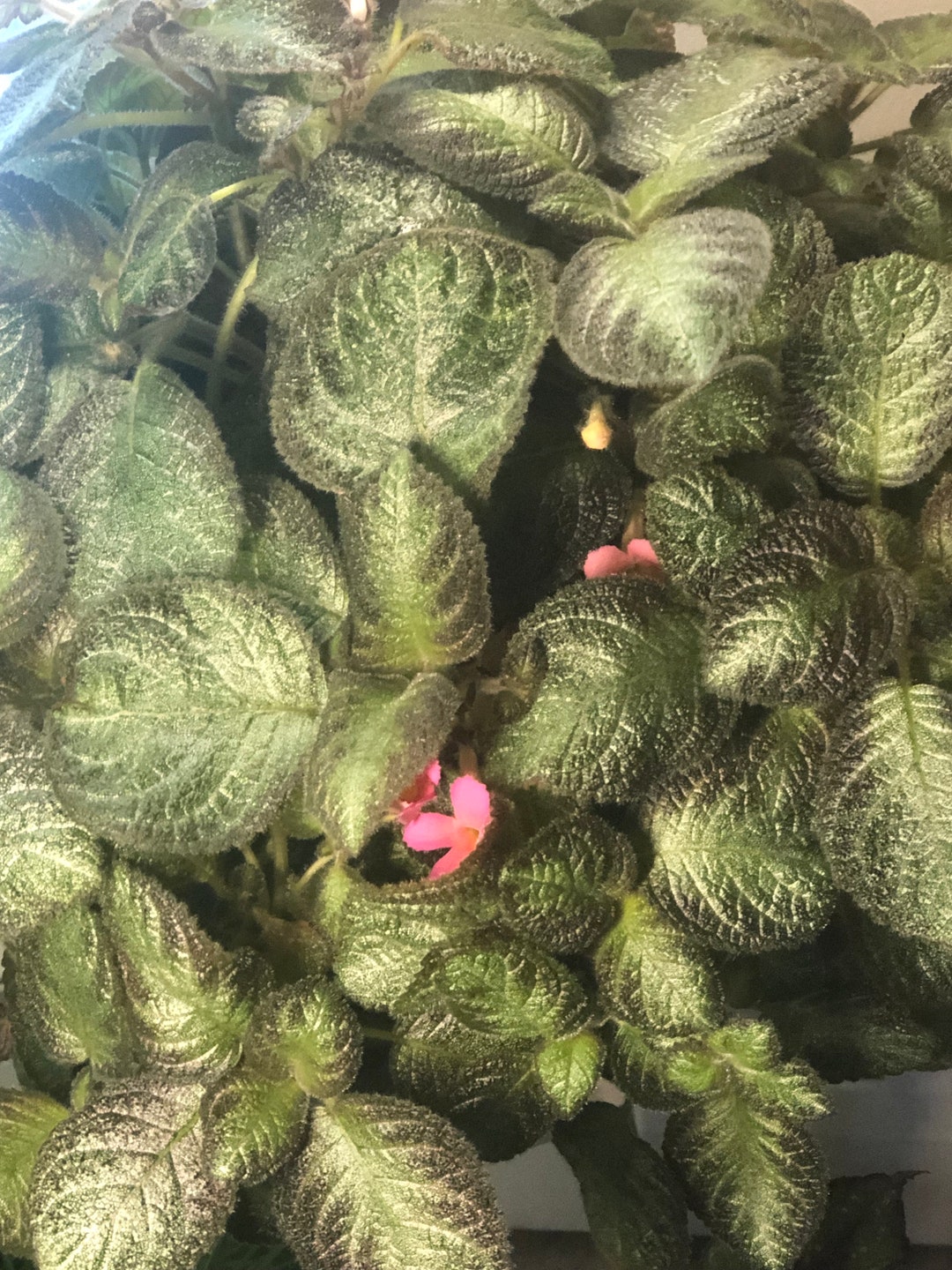 Pink Panther Episcia Cutting - Etsy