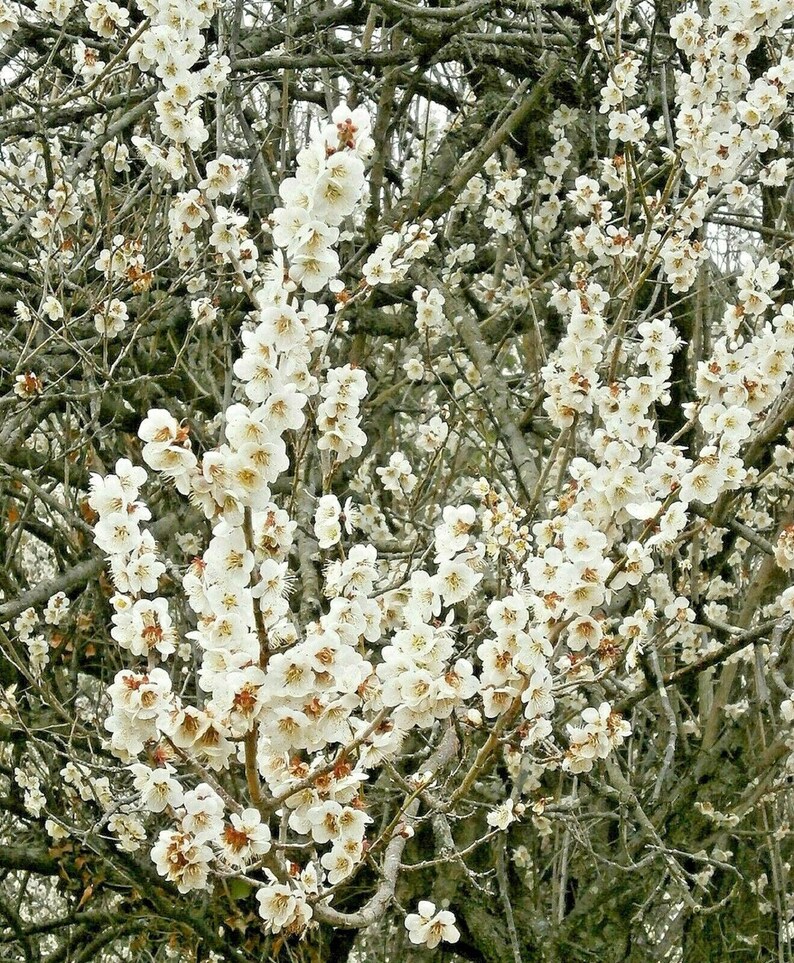 10 Beach Plum Prunus Maritima Seeds - Etsy
