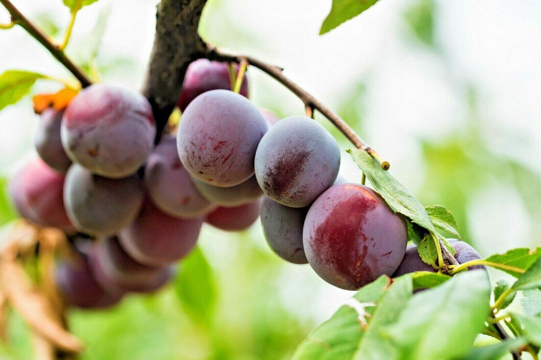 10 Beach Plum Prunus Maritima Seeds - Etsy