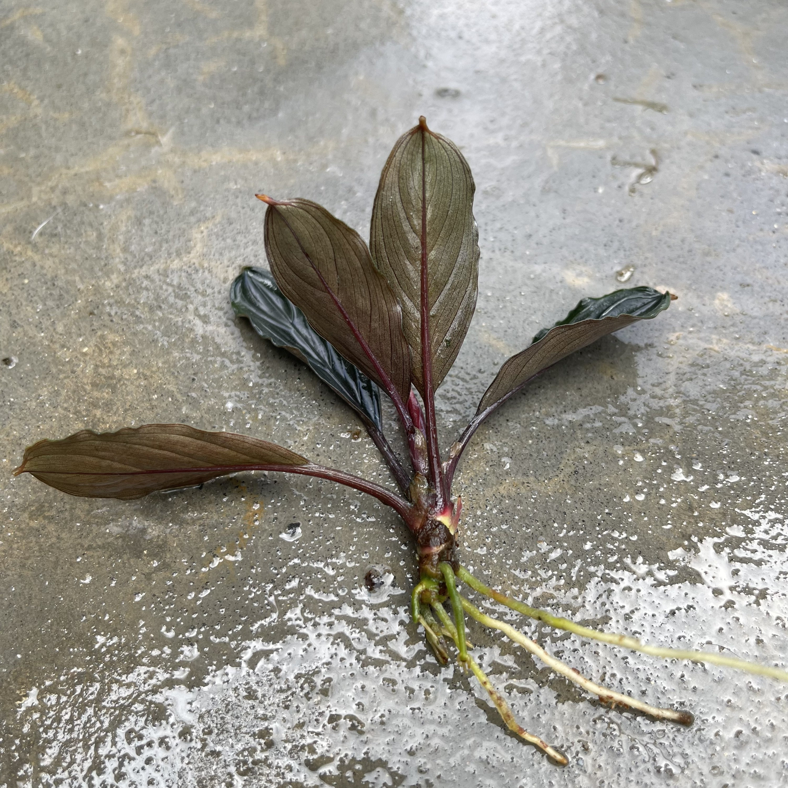 Farmed Bucephalandra Pygmaea Skeleton “dark Skeleton” Rhizome - Grown ...