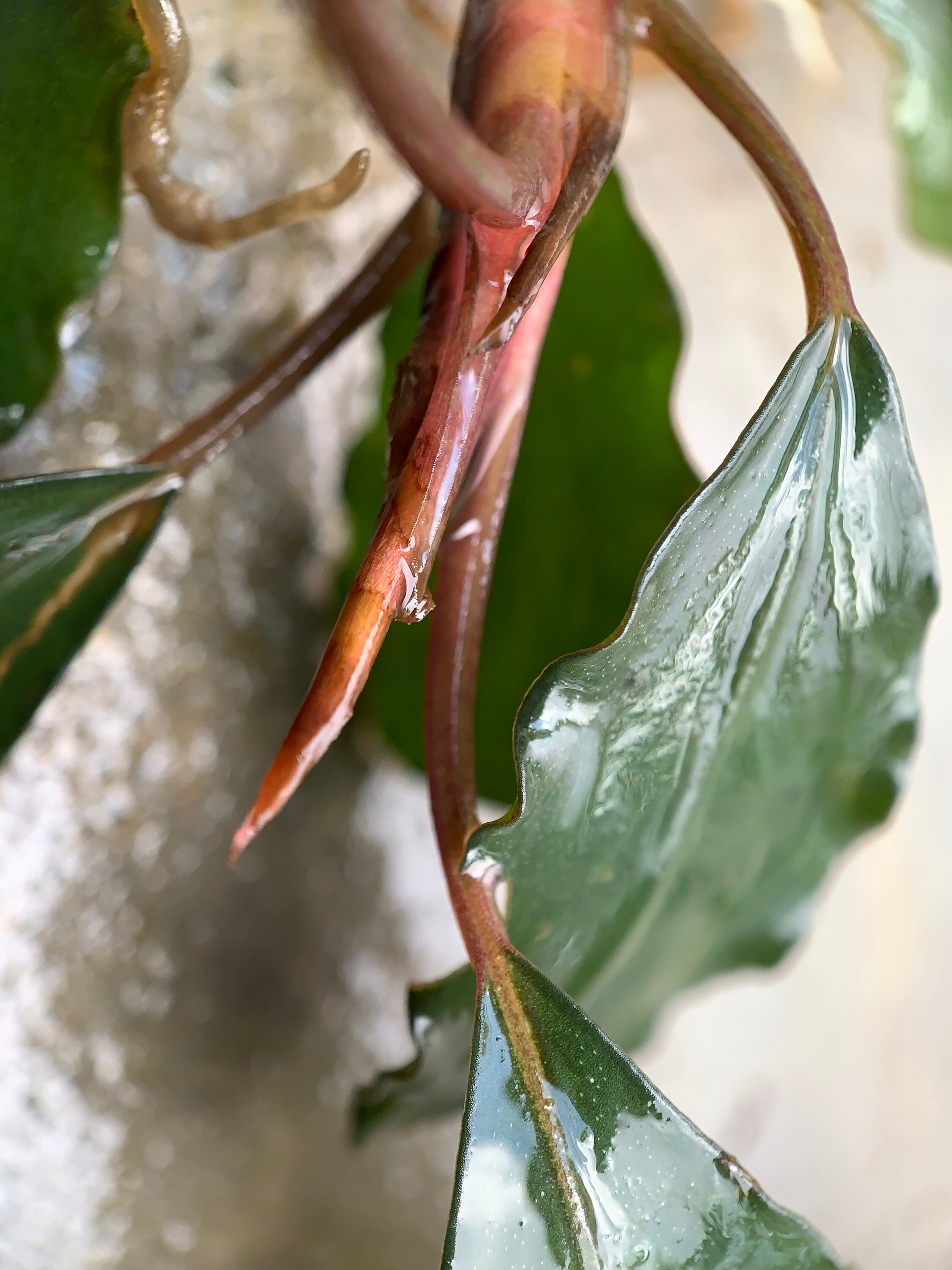Farmed Bucephalandra Theia Red Rhizome Grown Emersed Rare - Etsy