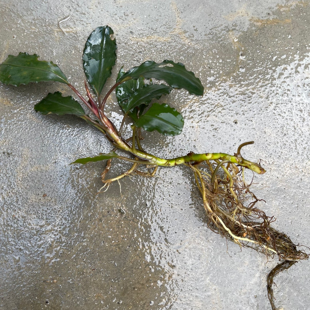 Farmed Bucephalandra Theia Red Rhizome - Grown Emersed - Rare Variety ...