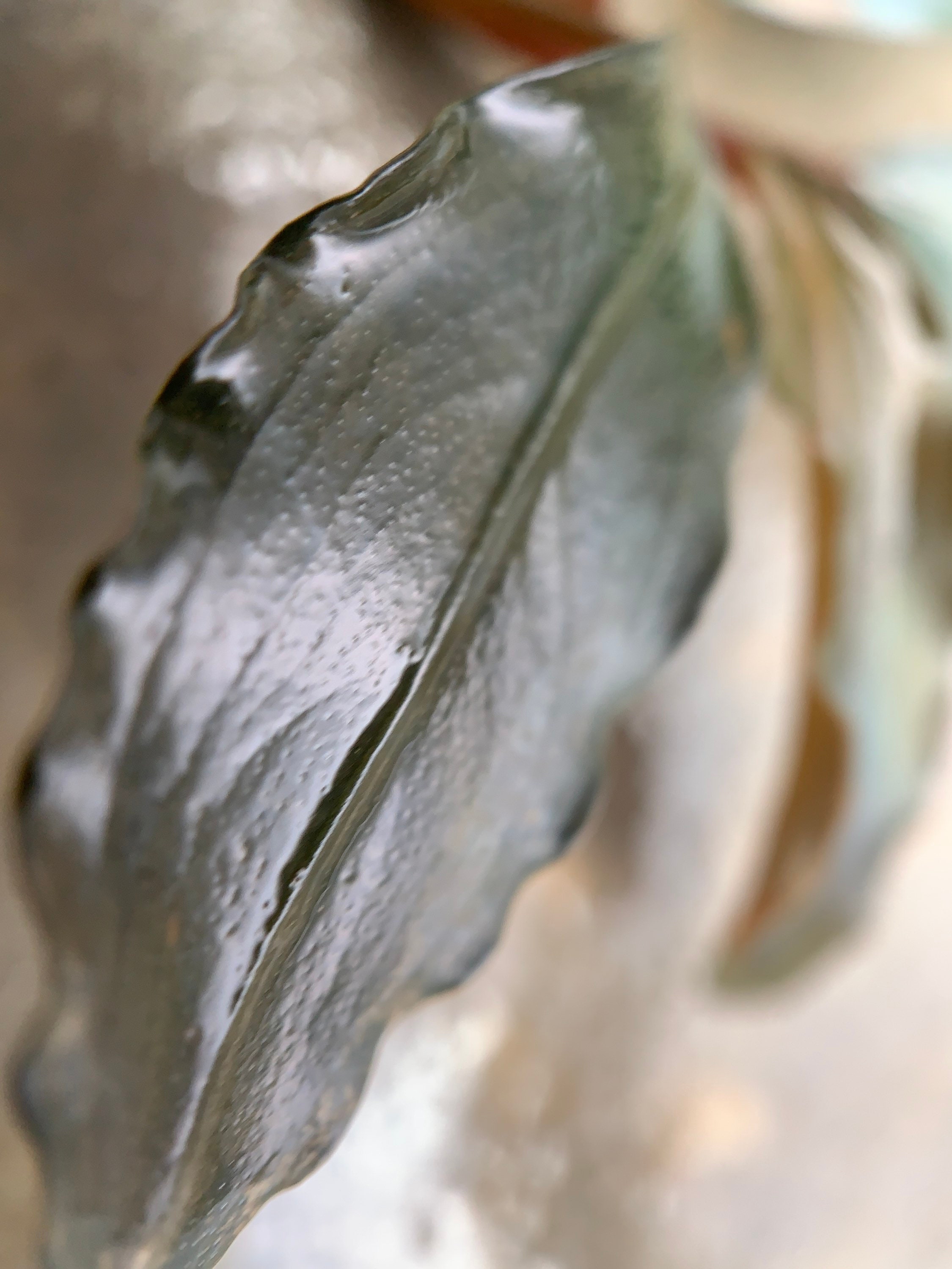 Farmed Bucephalandra Theia Blue Rhizome Grown Emersed Rare - Etsy