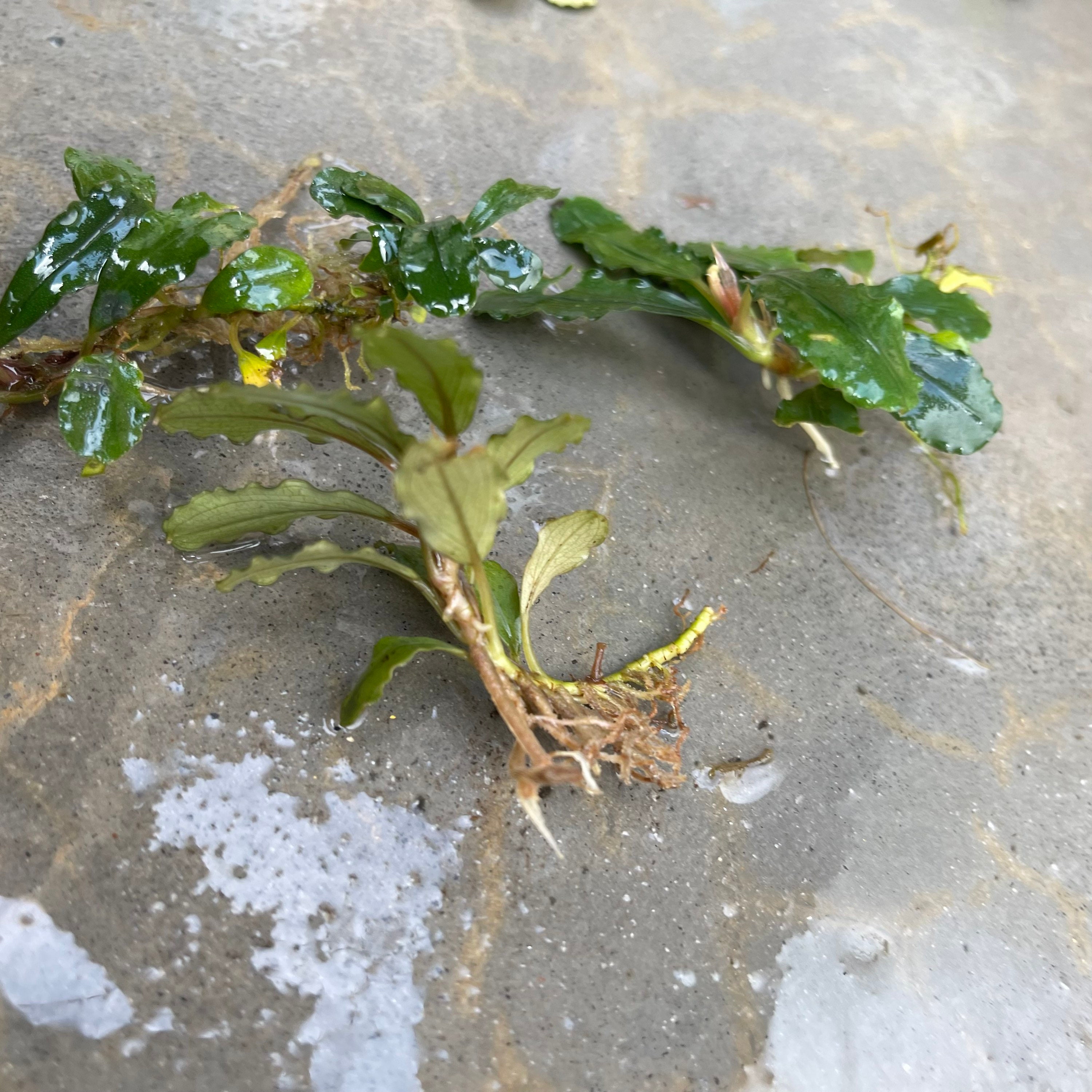 5 Pieces Farmed Bucephalandra Pygmaea “brownie Brown” Rhizome - Grown ...