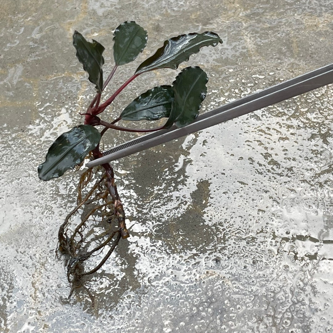 Farmed Bucephalandra Theia Blue Rhizome - Grown Emersed - Rare Variety ...