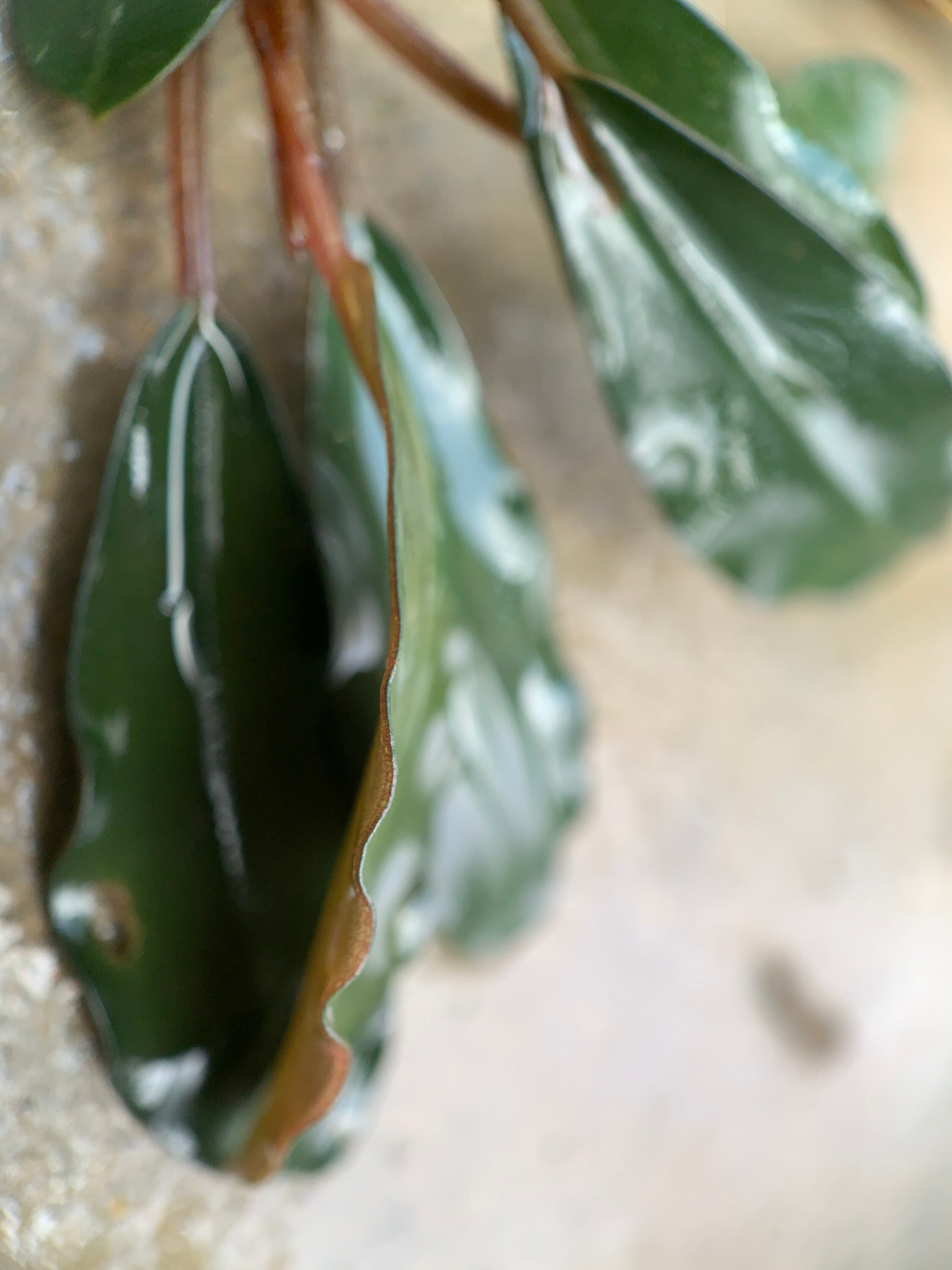 Farmed Bucephalandra Theia Red Rhizome Grown Emersed Rare Variety ...