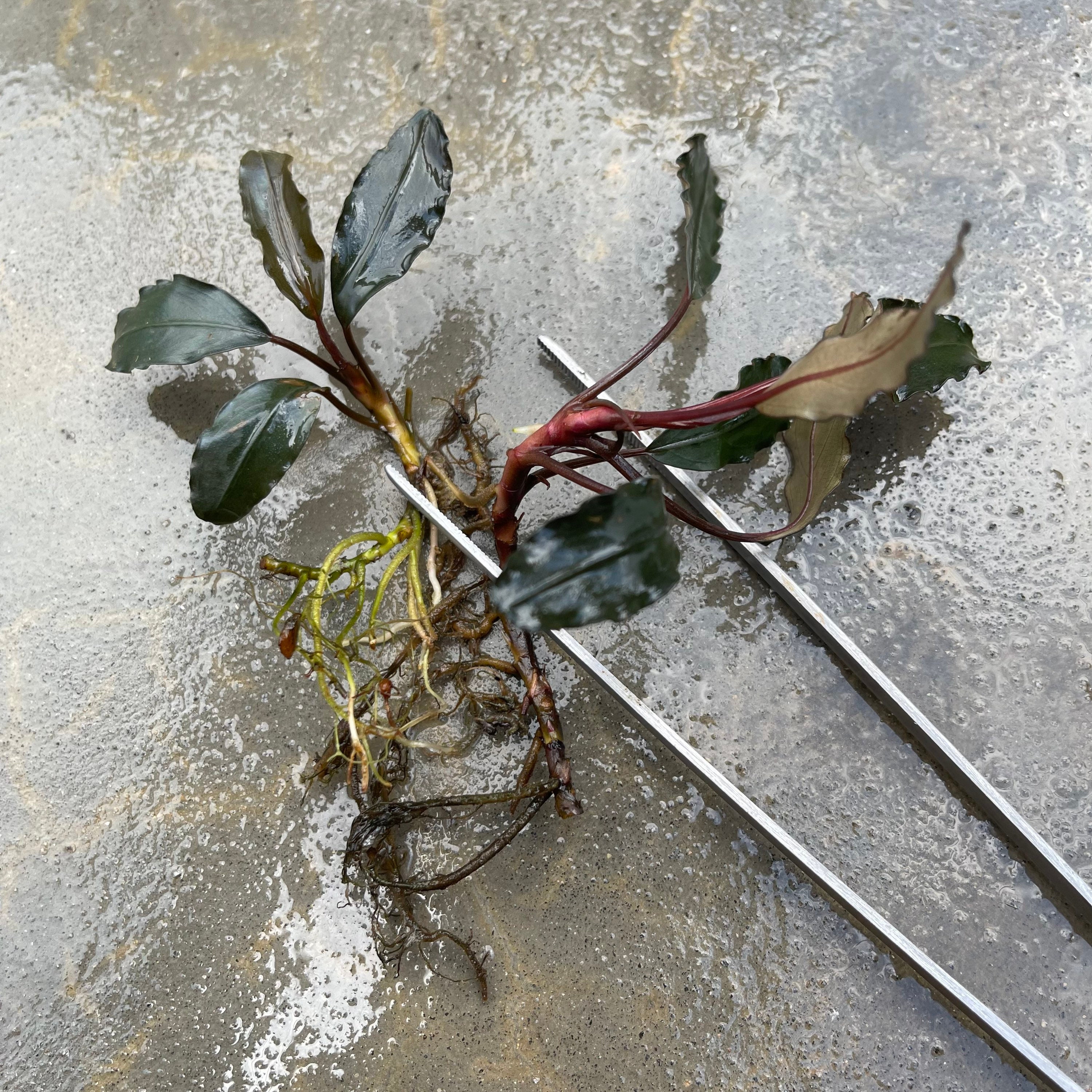 Farmed Bucephalandra Theia Blue Rhizome Grown Emersed Rare Variety ...