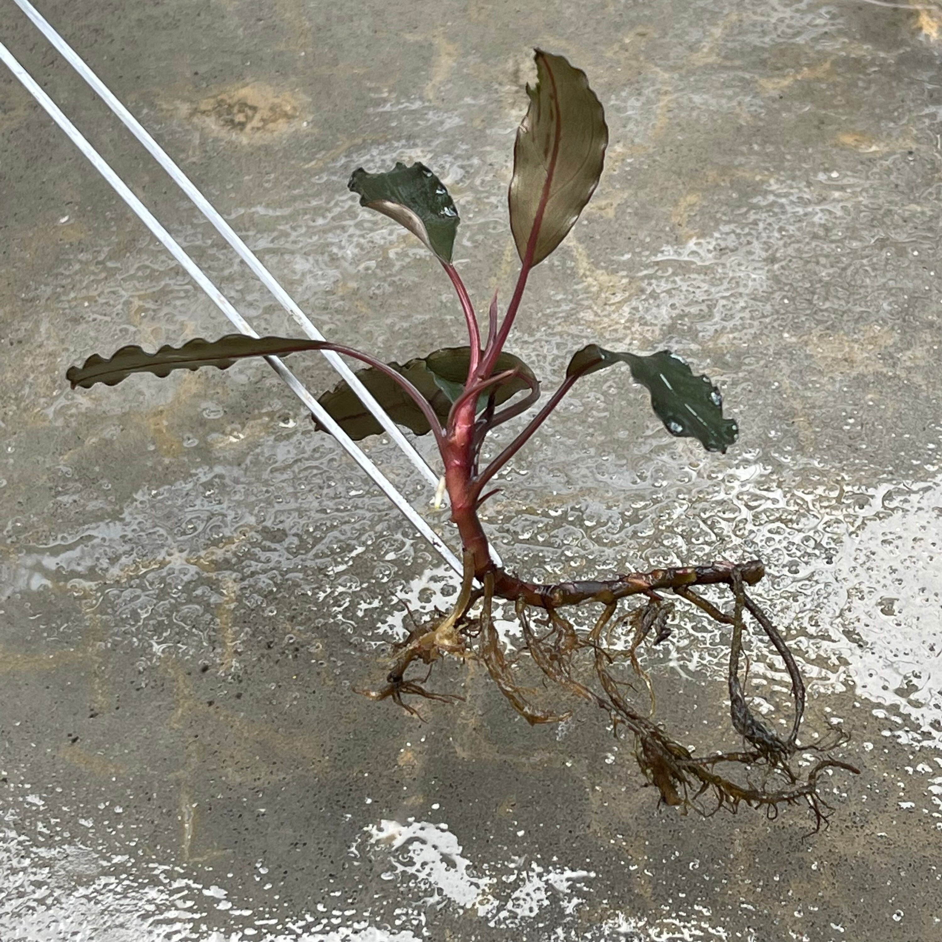 Farmed Bucephalandra Theia Blue Rhizome Grown Emersed Rare Variety ...