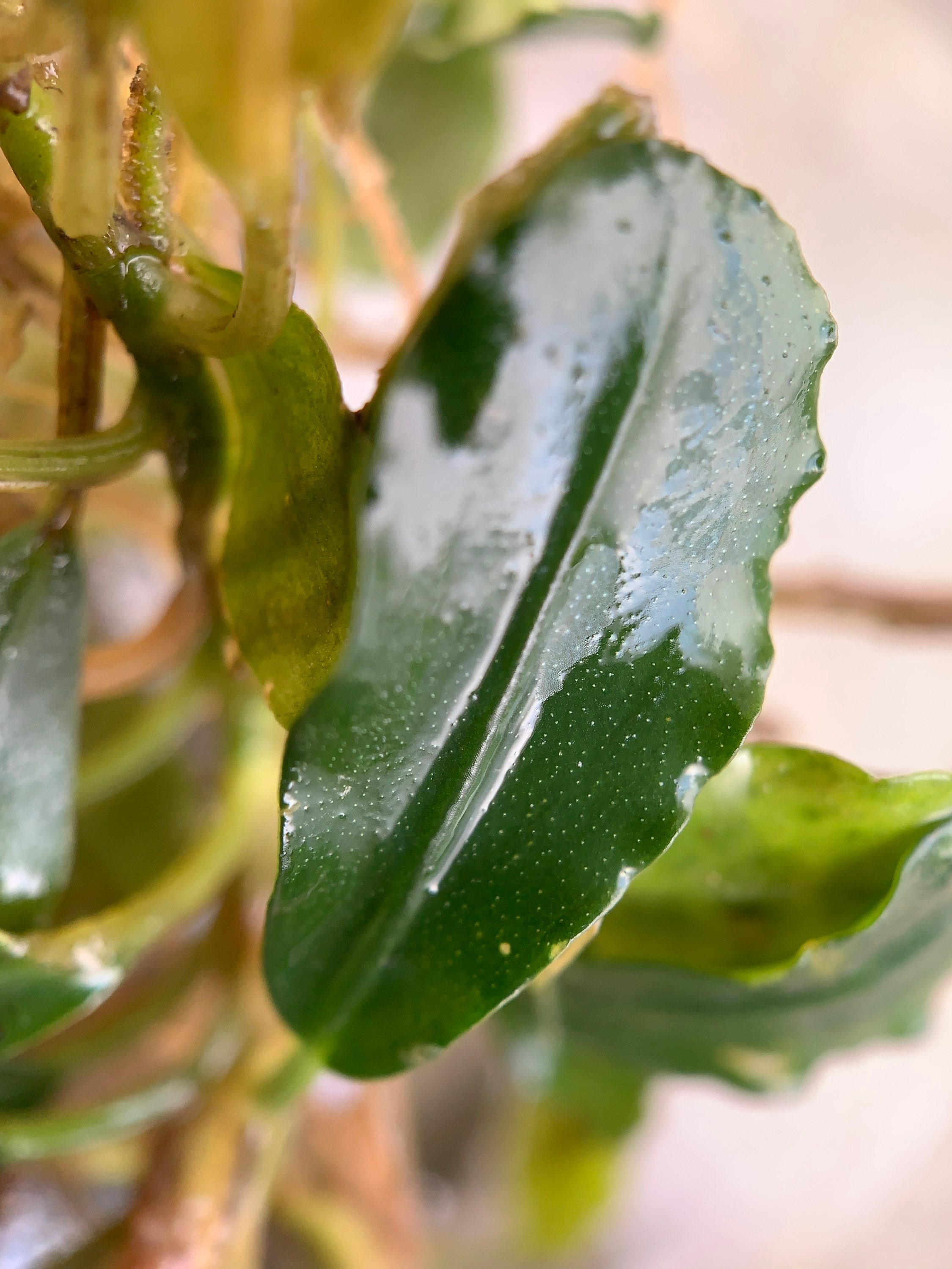 5 Pieces Farmed Bucephalandra Pygmaea “brownie Brown” Rhizome - Grown ...
