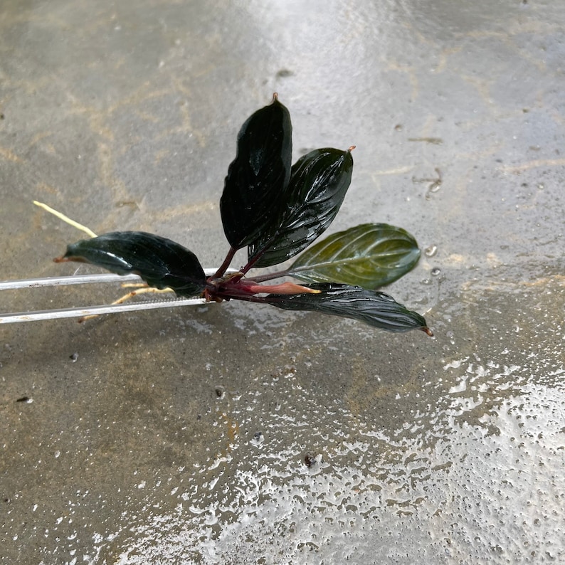 Farmed Bucephalandra Pygmaea Skeleton “dark Skeleton” Rhizome - Grown ...