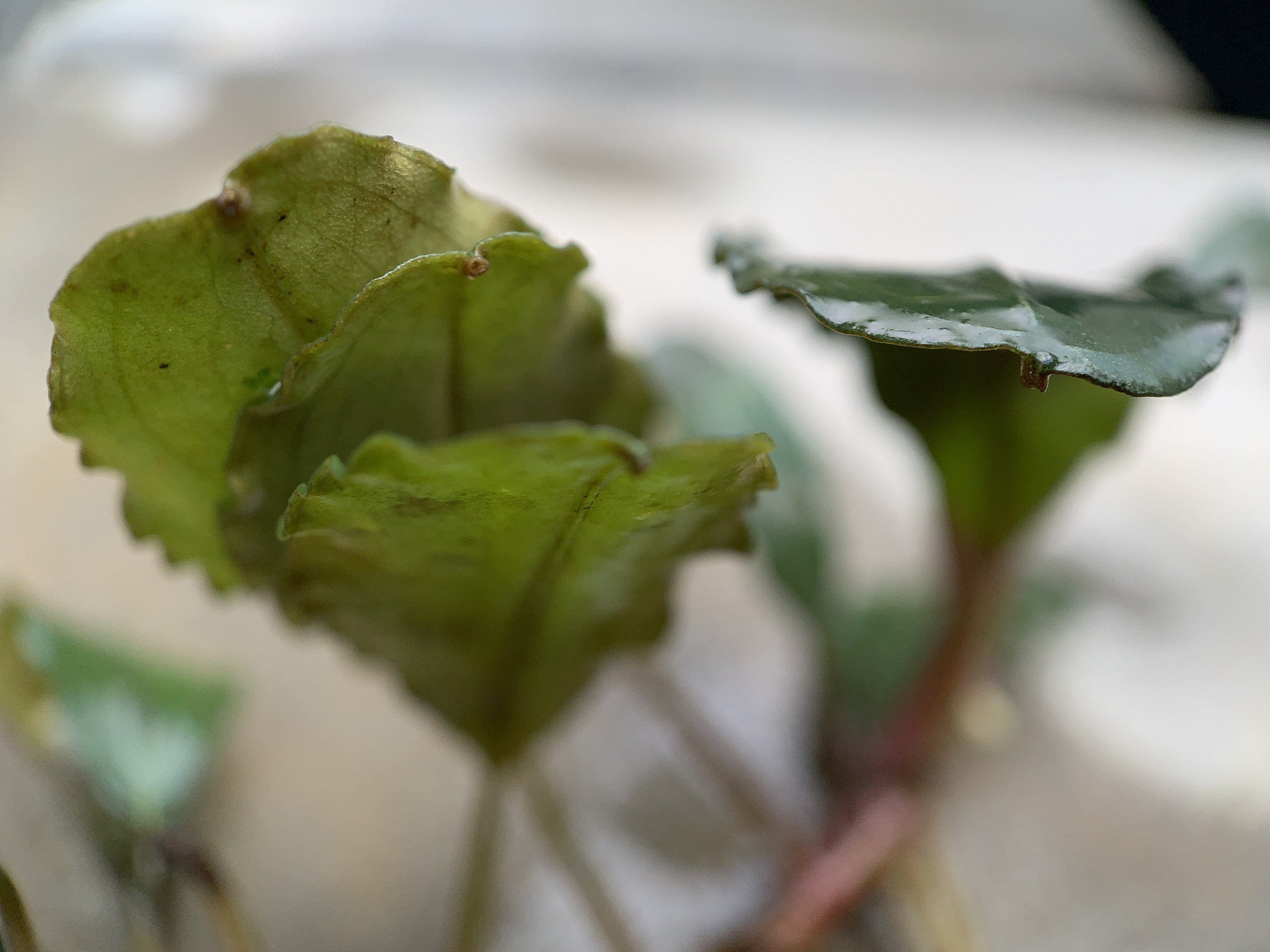 Farmed Bucephalandra Theia Red Rhizome Grown Emersed Rare - Etsy