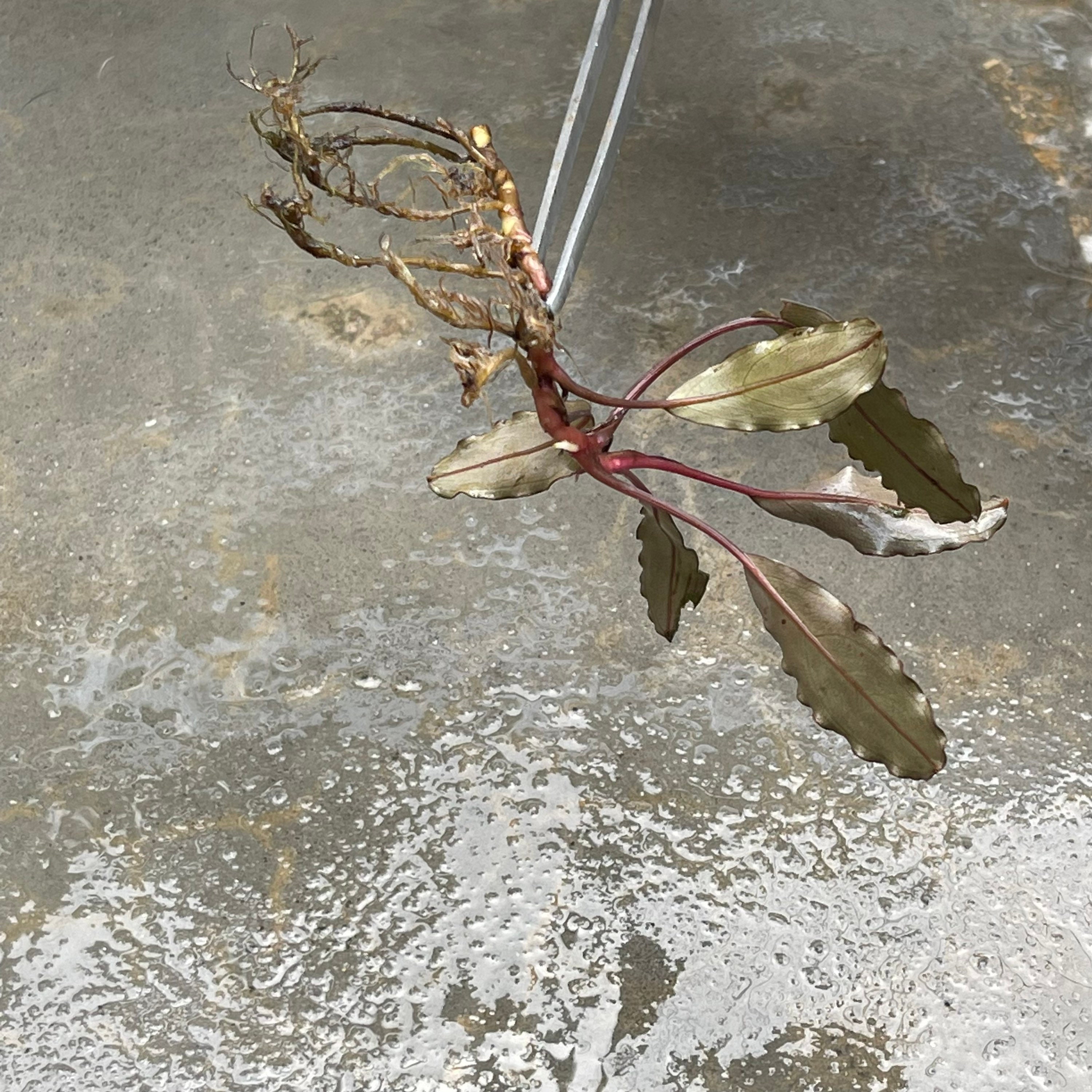 Farmed Bucephalandra Theia Blue Rhizome Grown Emersed Rare Variety ...