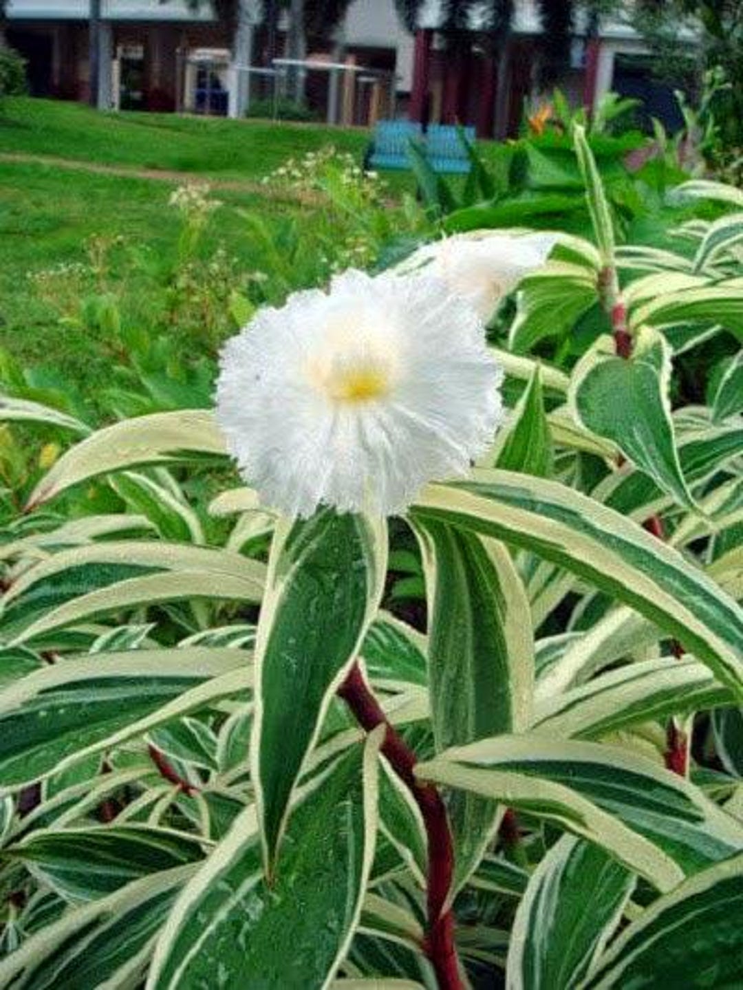 Rare Variegated Costus Ginger 1- Live Plant in 4" Pot Variegated Spiral ...