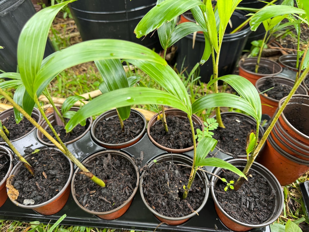 1 Foxtail Palm Live Plant in 4" Pot Foxtail Palm / ( Wodyetia Bifurcata ...