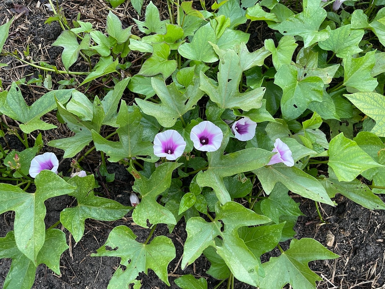 10 Japan Cutting Sweet Potato Slips / Vine - Purple Skin (murasaki ...