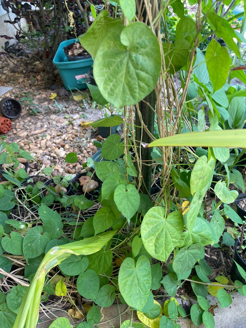 1 Pot Hoa Thiên Lý /telosma Cordata / Cowslip Creeper/ Pakalana Vine ...