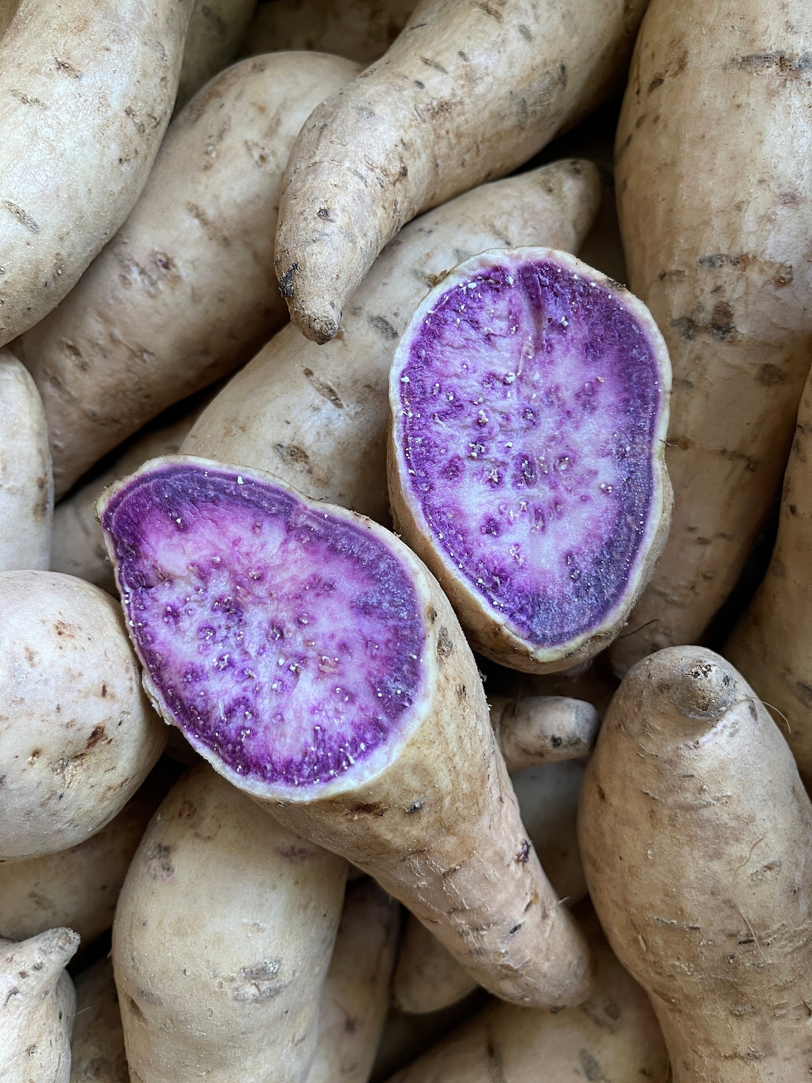 Purple Yam hawaii Purple Yam/ Japan Okinawan Potato Hawaiian - Etsy