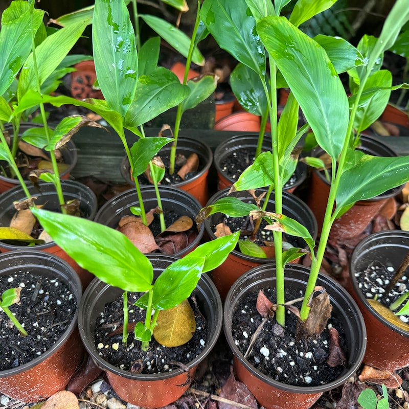 Wild Ginger Plant - Etsy