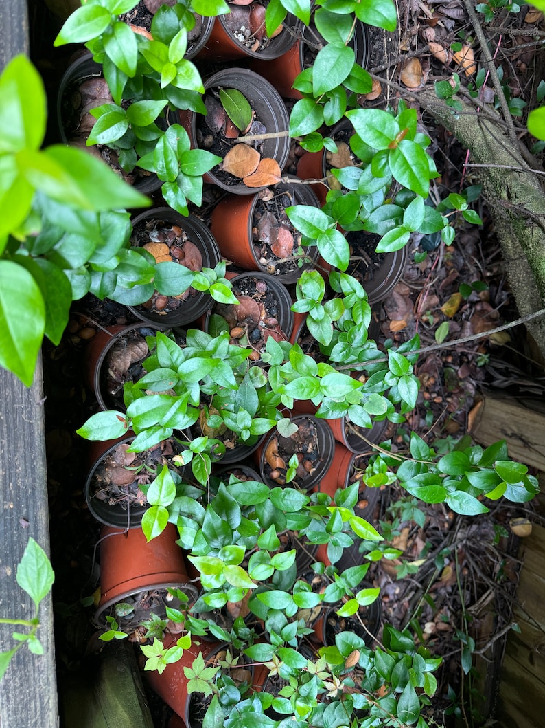 2 Live Plant Surinam Cherry/ Brazilian Cherry in 4" Pot Star Cherry ...