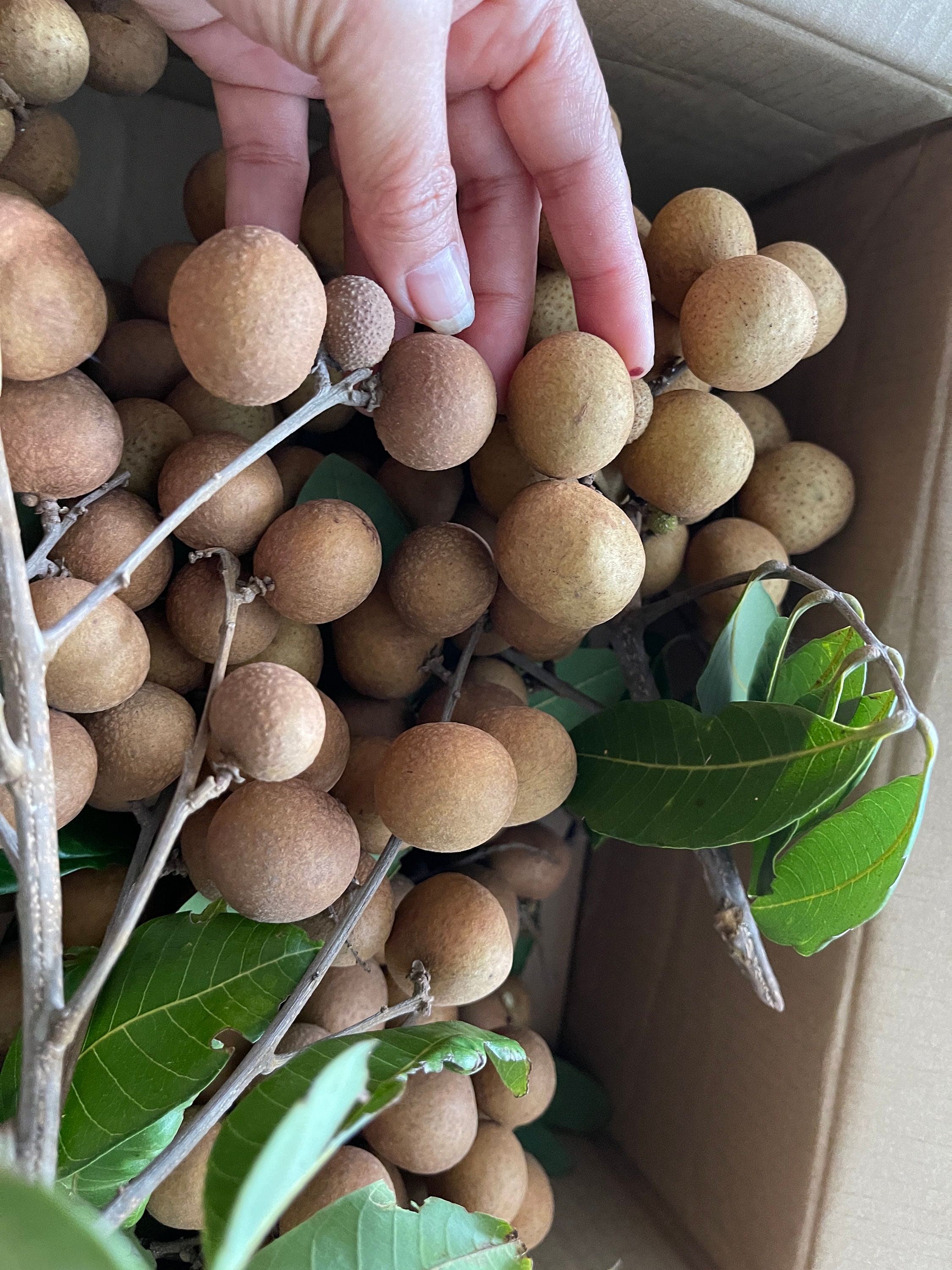 10 Longan Fruit Seeds. - Etsy