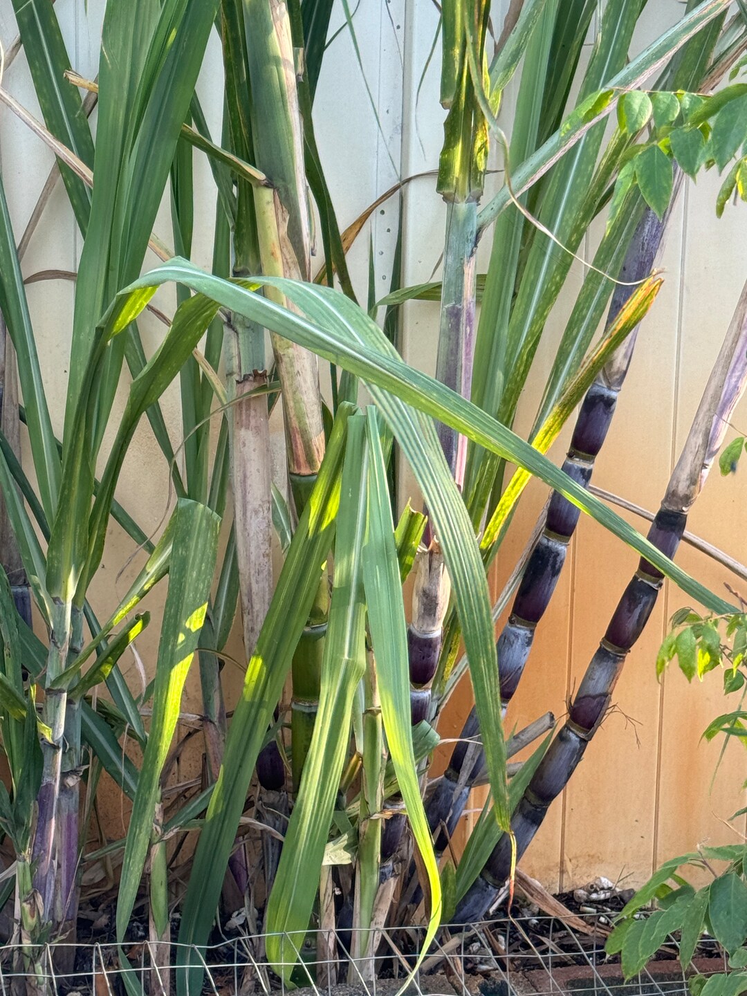 1 Pot Hawaiian UAHIAPELE Sugar Cane /sugarcane / Rooted Plants Chewing ...