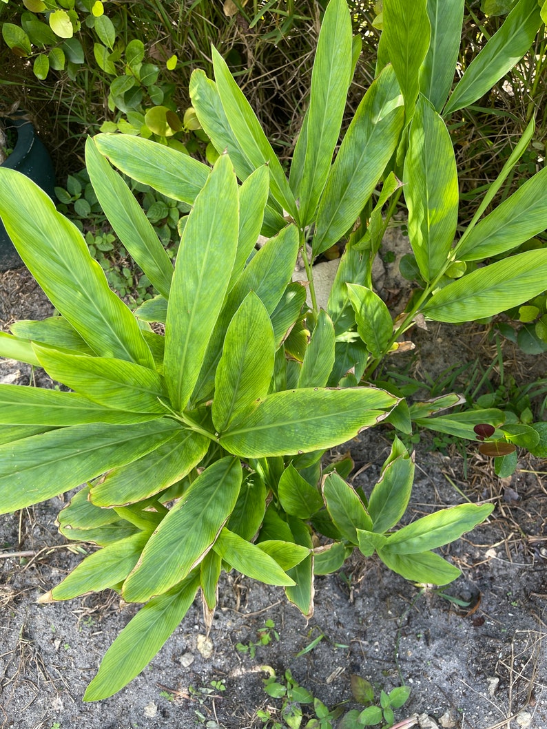 Galangal (alpinia Galanga) Thai Ginger Plant - Live Plant in 4" Pot ...