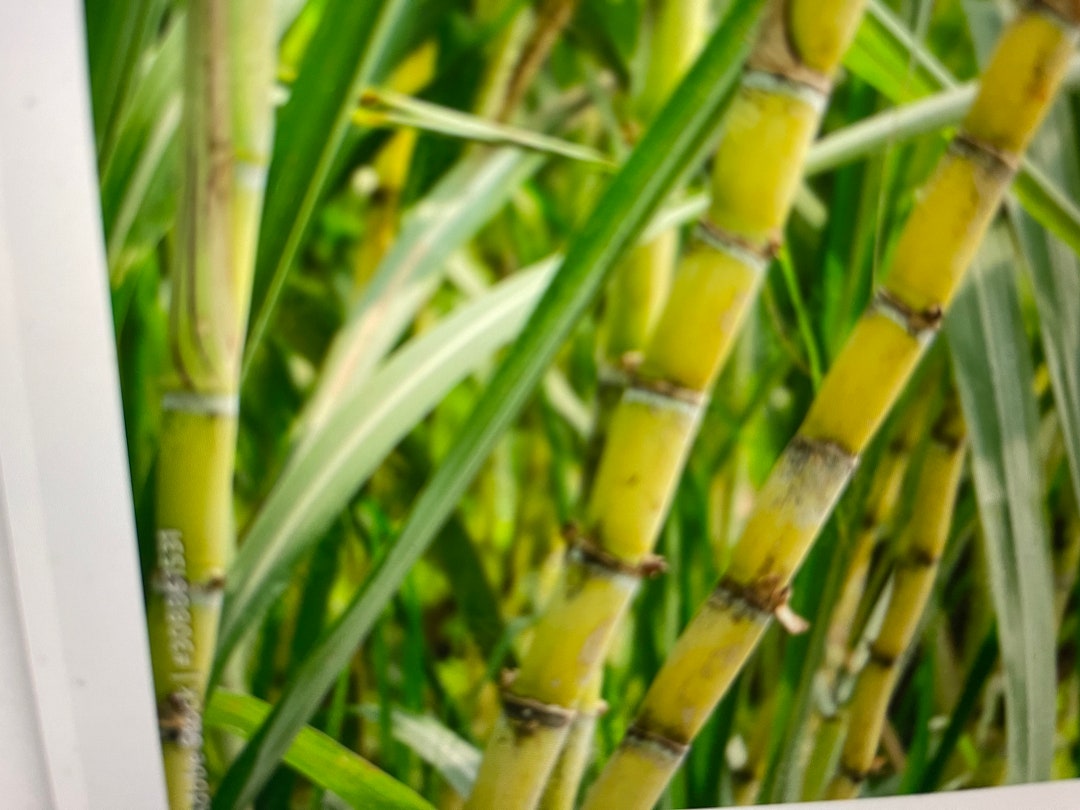1 (4"pot) Green Sugar Cane Rooted Plants Juicing Chewing Sugarcane ...