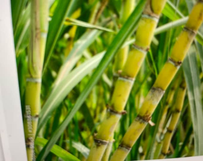 2 Live Plants in a 4" Pot Green Sugar Cane Rooted Plants Juicing ...