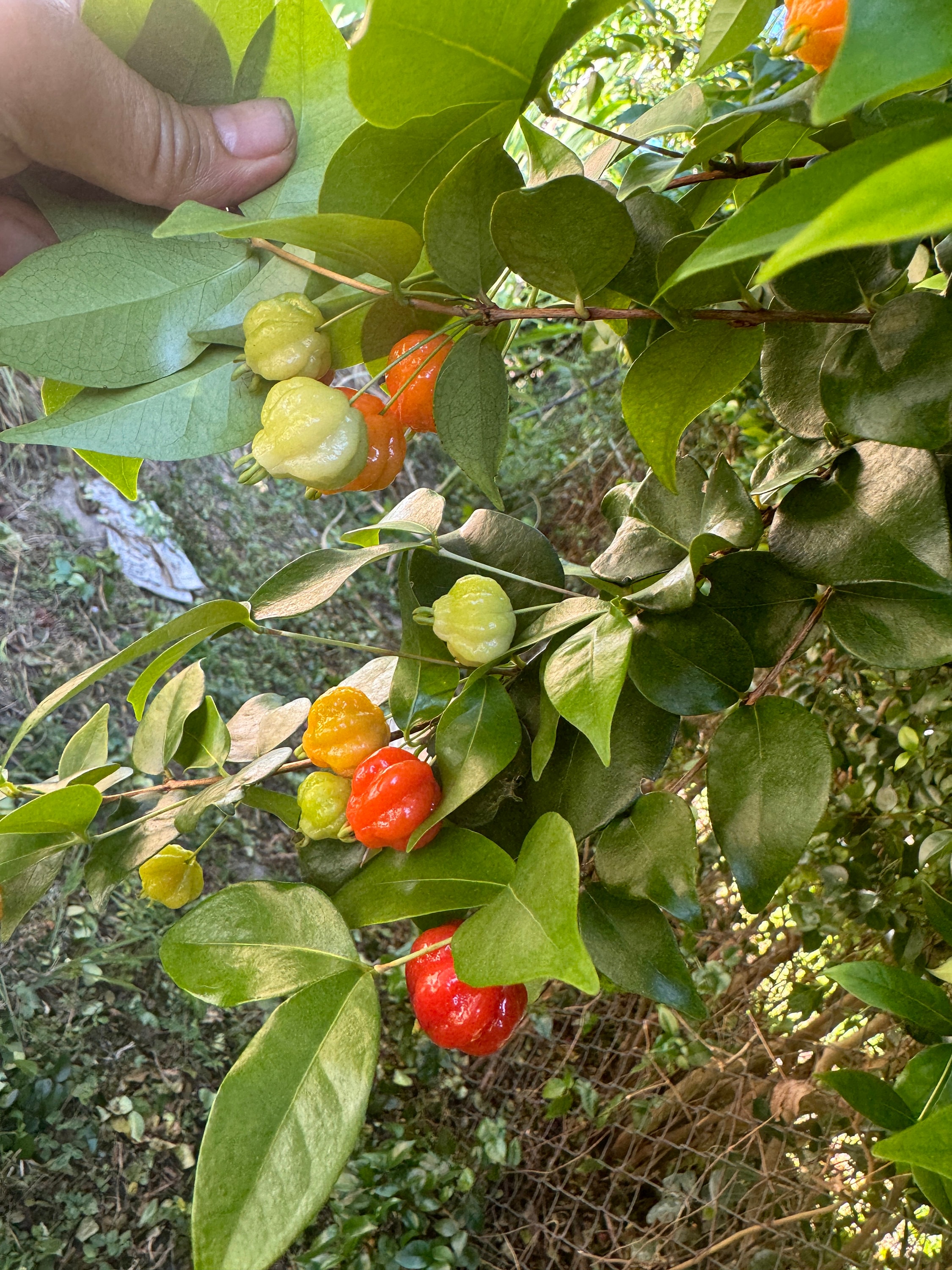 1 or 2 Live Plant Surinam Cherry / Brazilian Cherry Star Cherry Tree ...