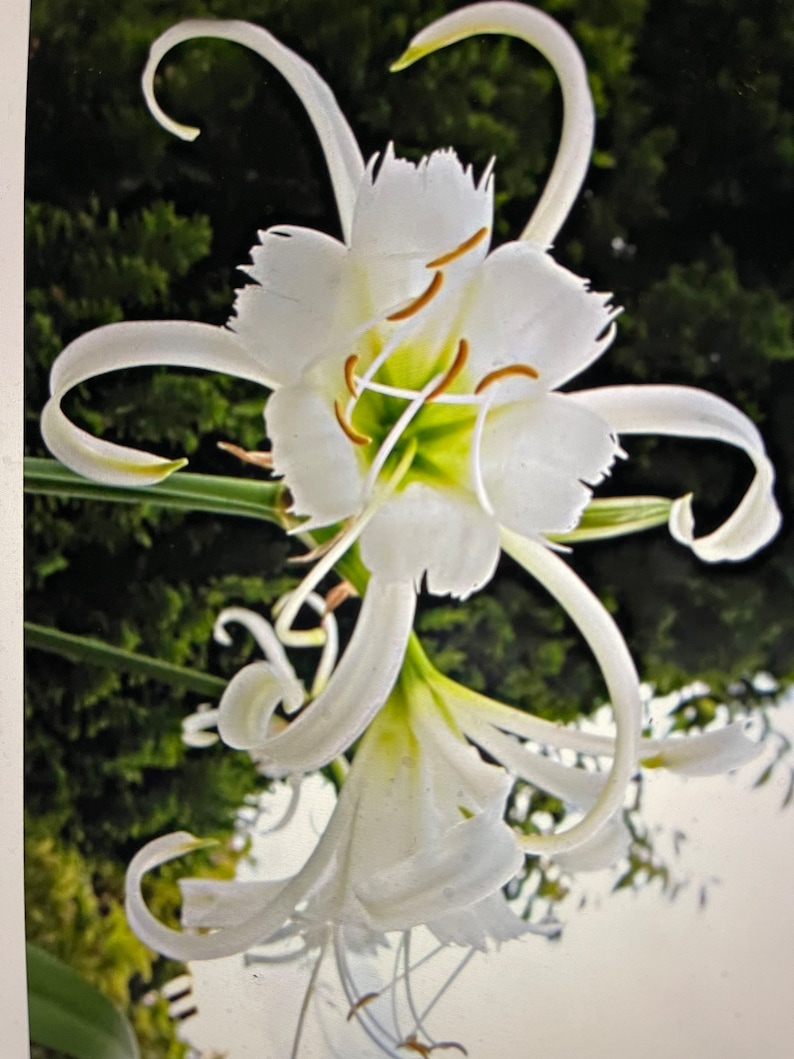1 White Spider Lily / Hymenocallis Festalis Zwanenburg - Etsy