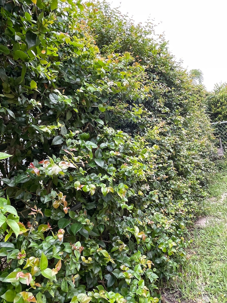 1 or 2 Live Plant Surinam Cherry / Brazilian Cherry Star Cherry Tree ...
