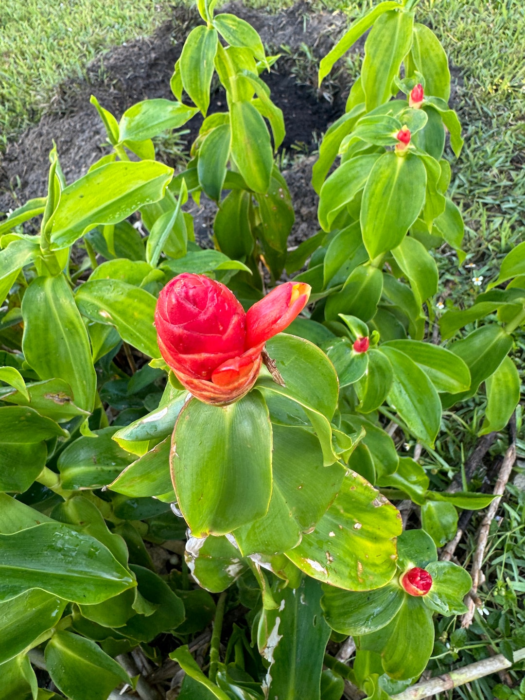 Lot of 3 Red Button Ginger Rhizomes Base Roots , Costus Woodsonii ...