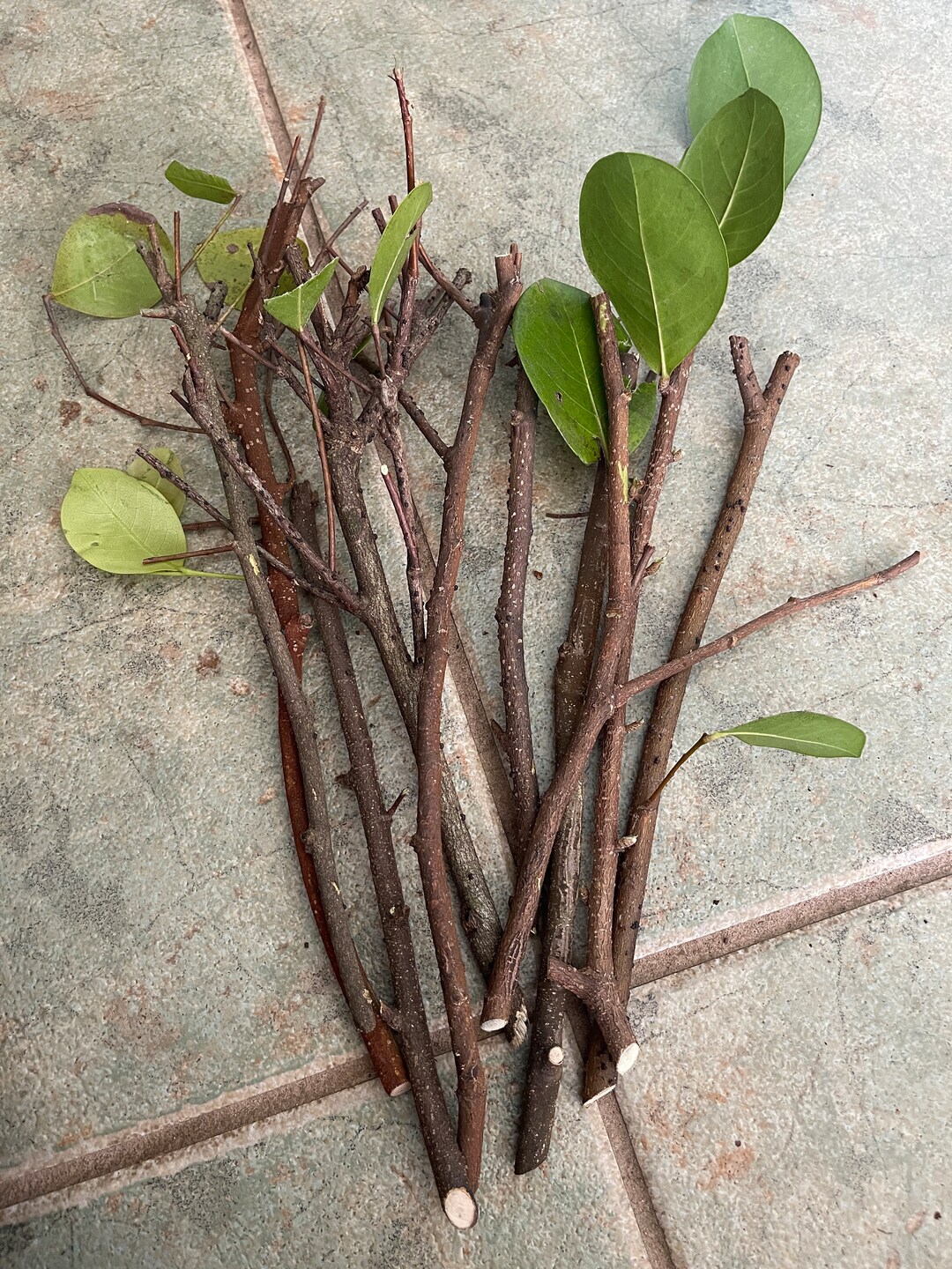 10 Fresh Cutting Coco Plum, Paradise Plum Cocoplum Chrysobalanus Icaco ...