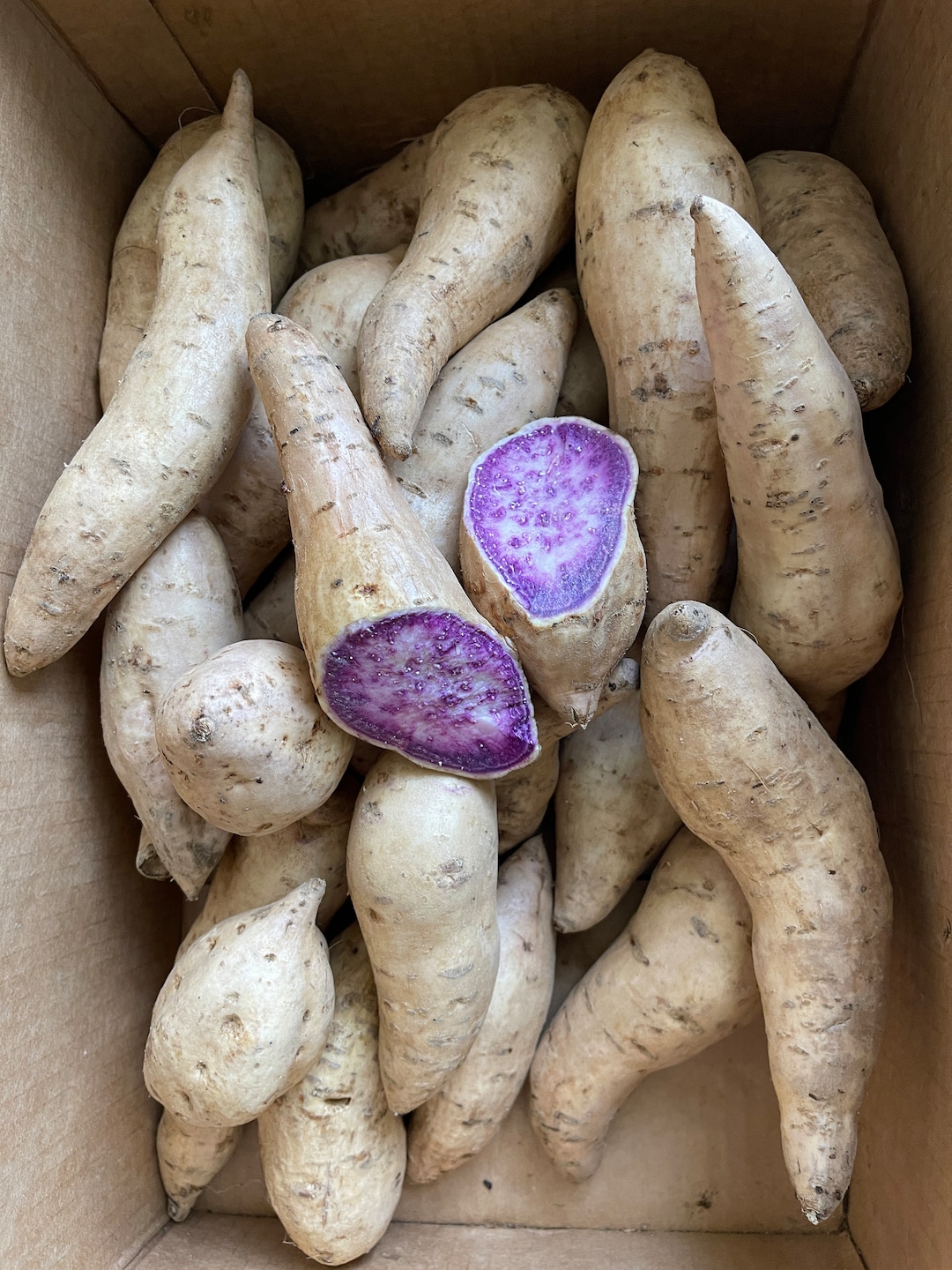Purple Yam hawaii Purple Yam/ Japan Okinawan Potato Hawaiian Purple ...