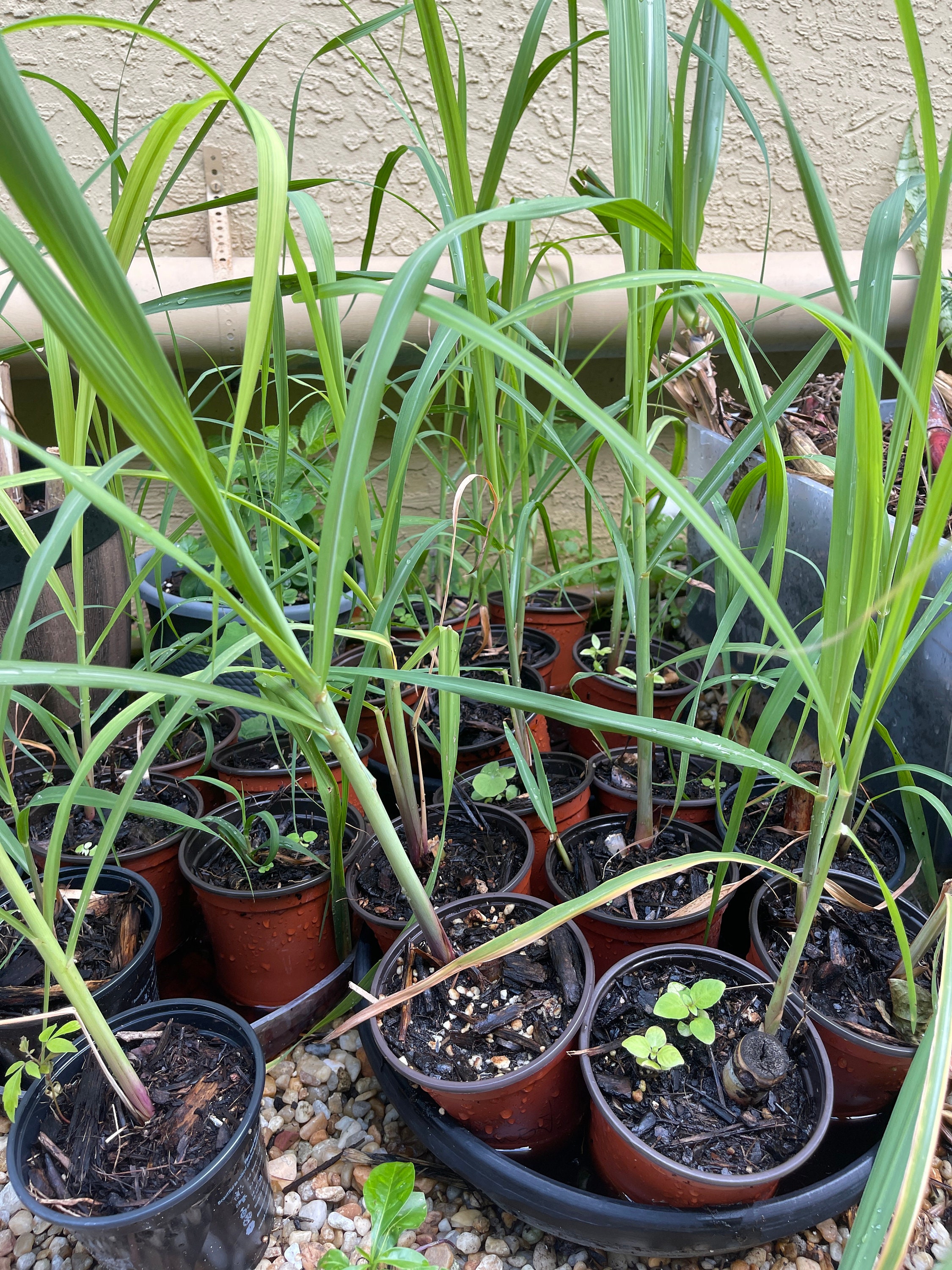 1 POT Green Sugar Cane Rooted Plants Juicing Chewing Sugarcane Organic ...