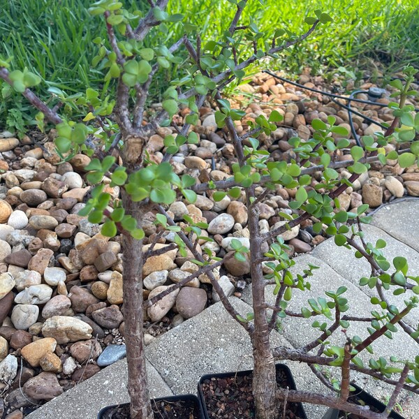 Large Jade Plant - Etsy
