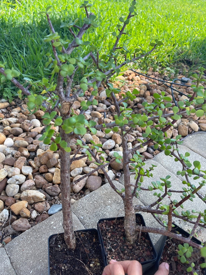 Classic Jade Plant in Pot / Crassula Ovata 8-15 Big Trunk - Etsy