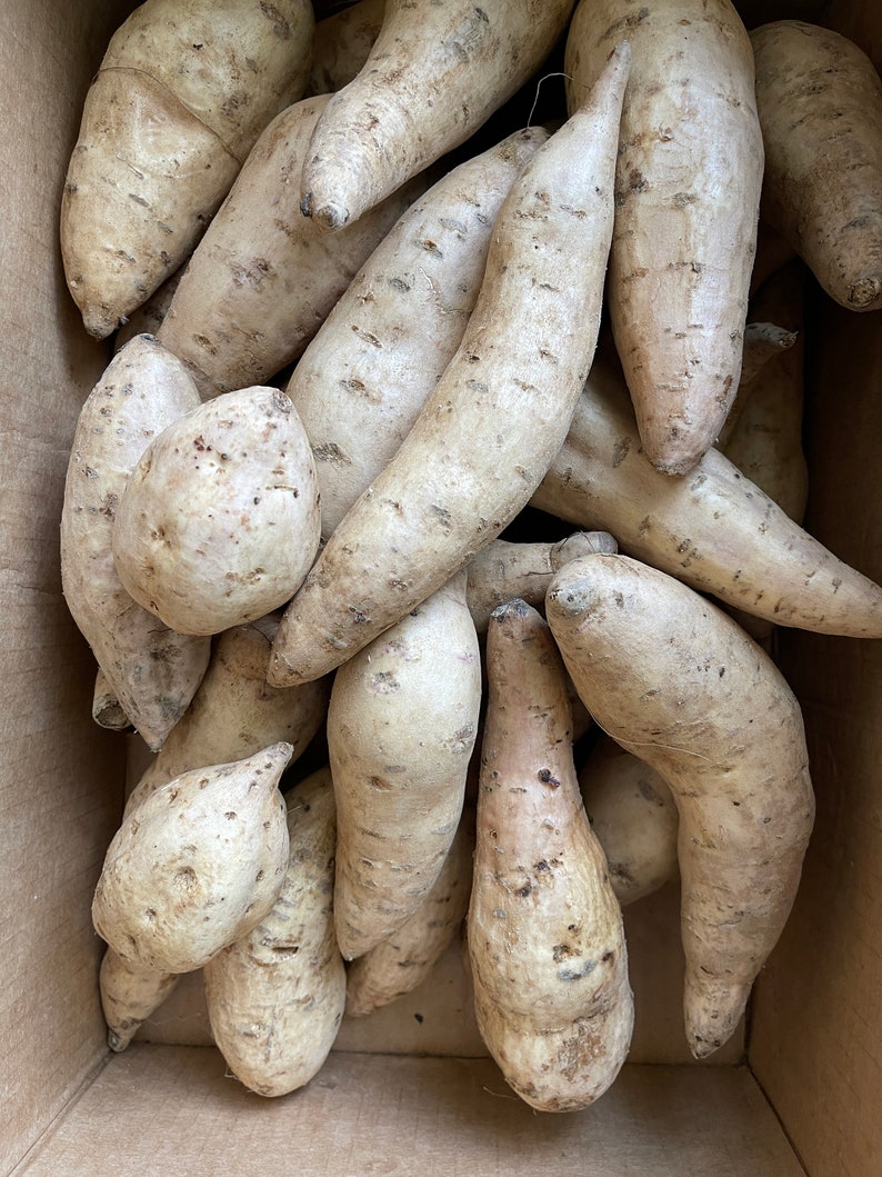 Purple Yam hawaii Purple Yam/ Japan Okinawan Potato Hawaiian - Etsy