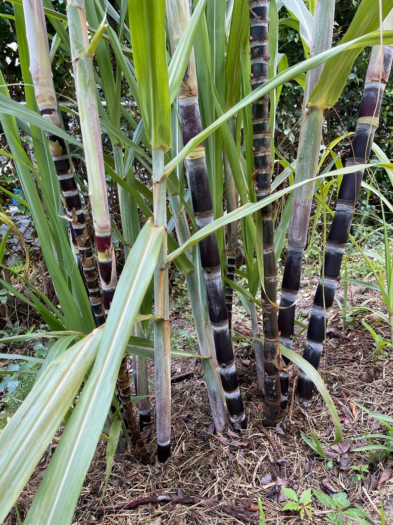 1 ( 4"pot )vietnamese Purple Sugarcane / Dark Purple Sugar Cane, Rooted ...