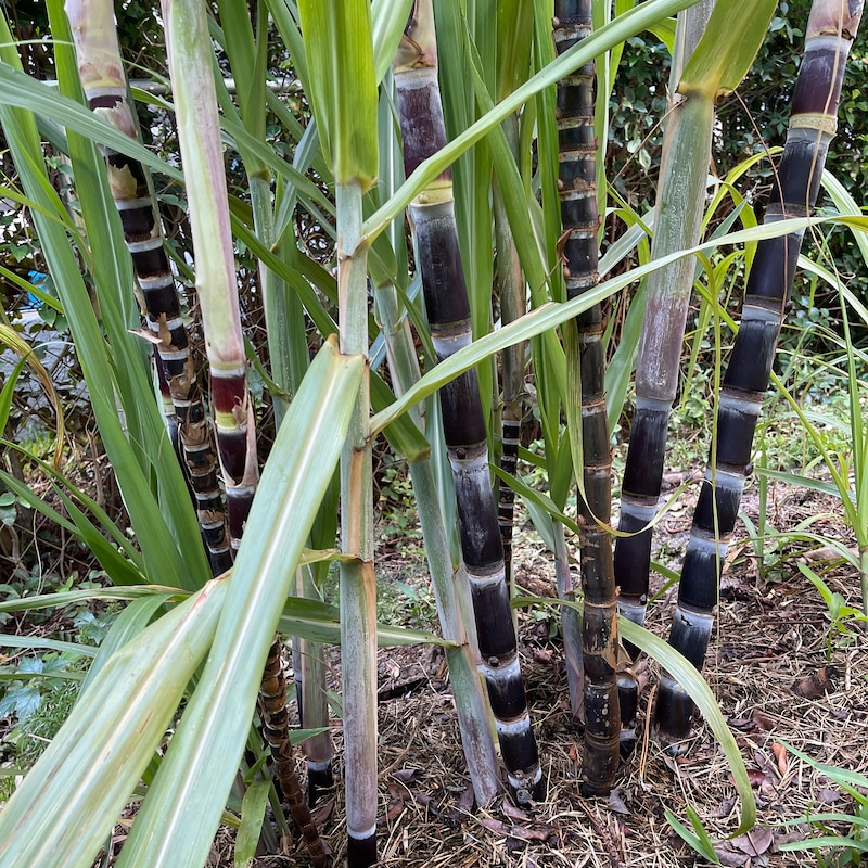 Dark Purple Cane - Etsy