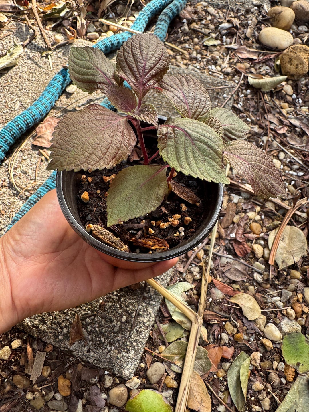 2 Live Plant in 4" POT Vietnamese Perilla (shiso) | Jeok Ssam Ip La Tía ...